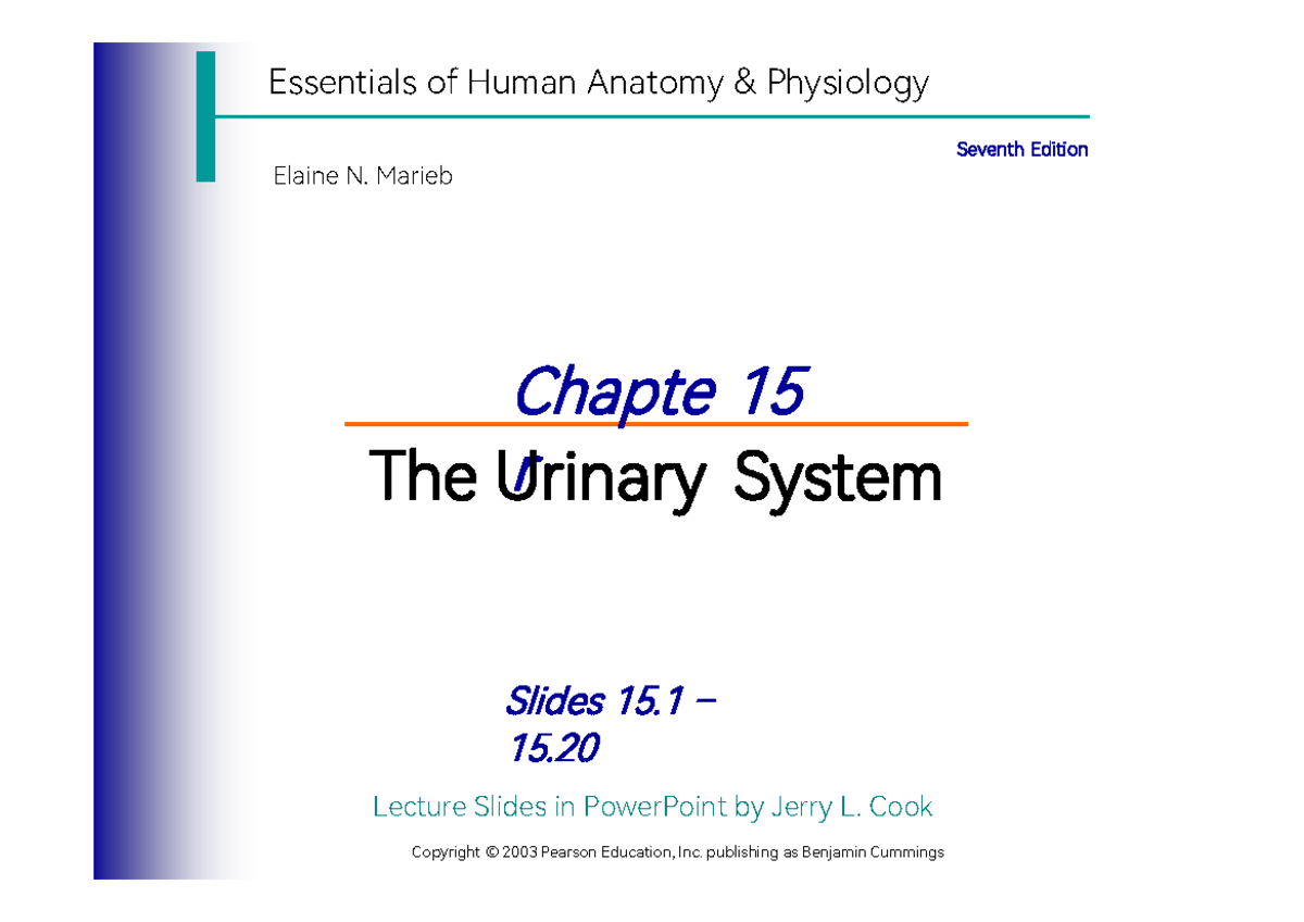 Chapter 15: The Urinary System - Lecture Slides (Essentials of Human ...