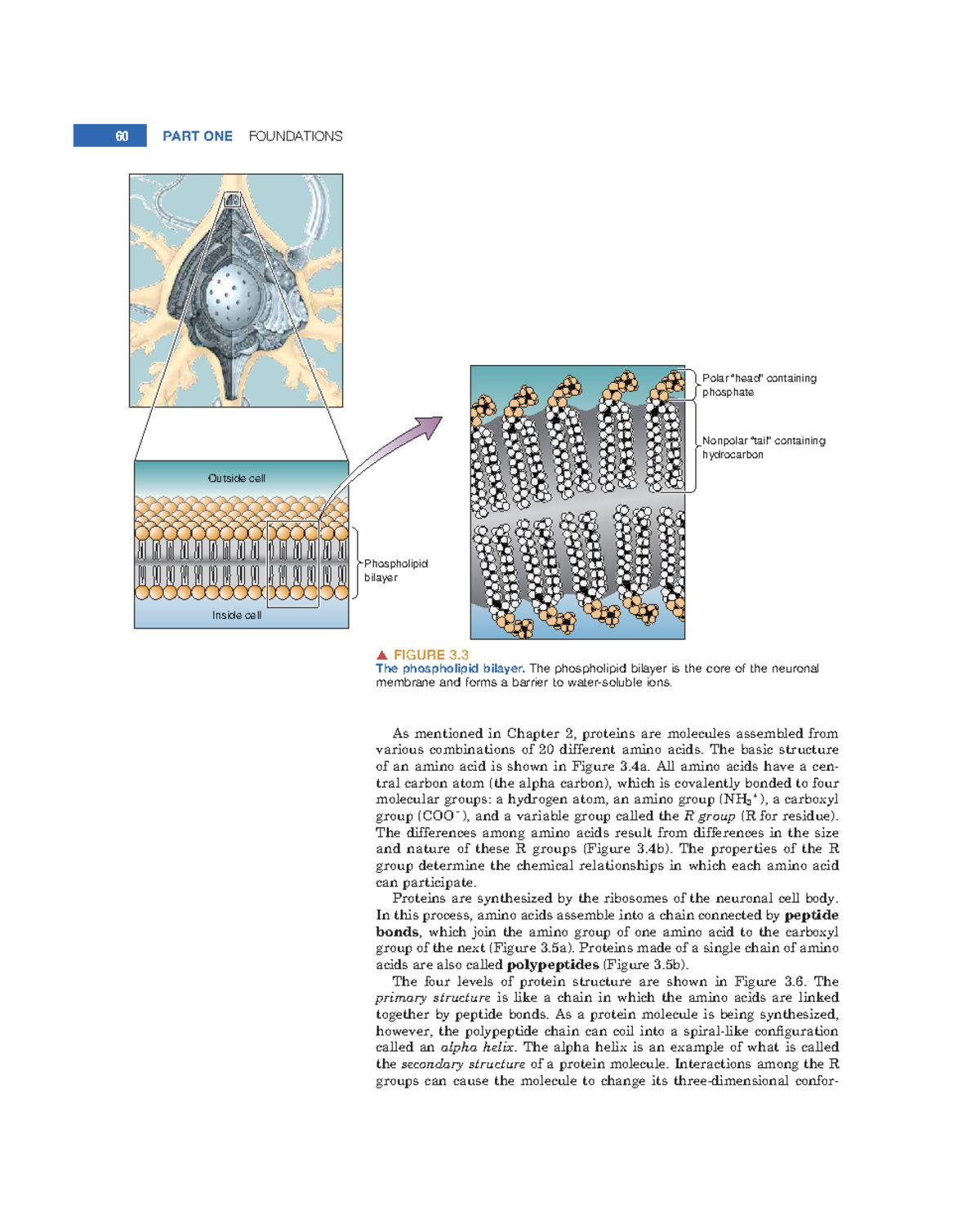 Proteins and the Neuronal Membrane: Key Concepts (BIO 101) - Studocu