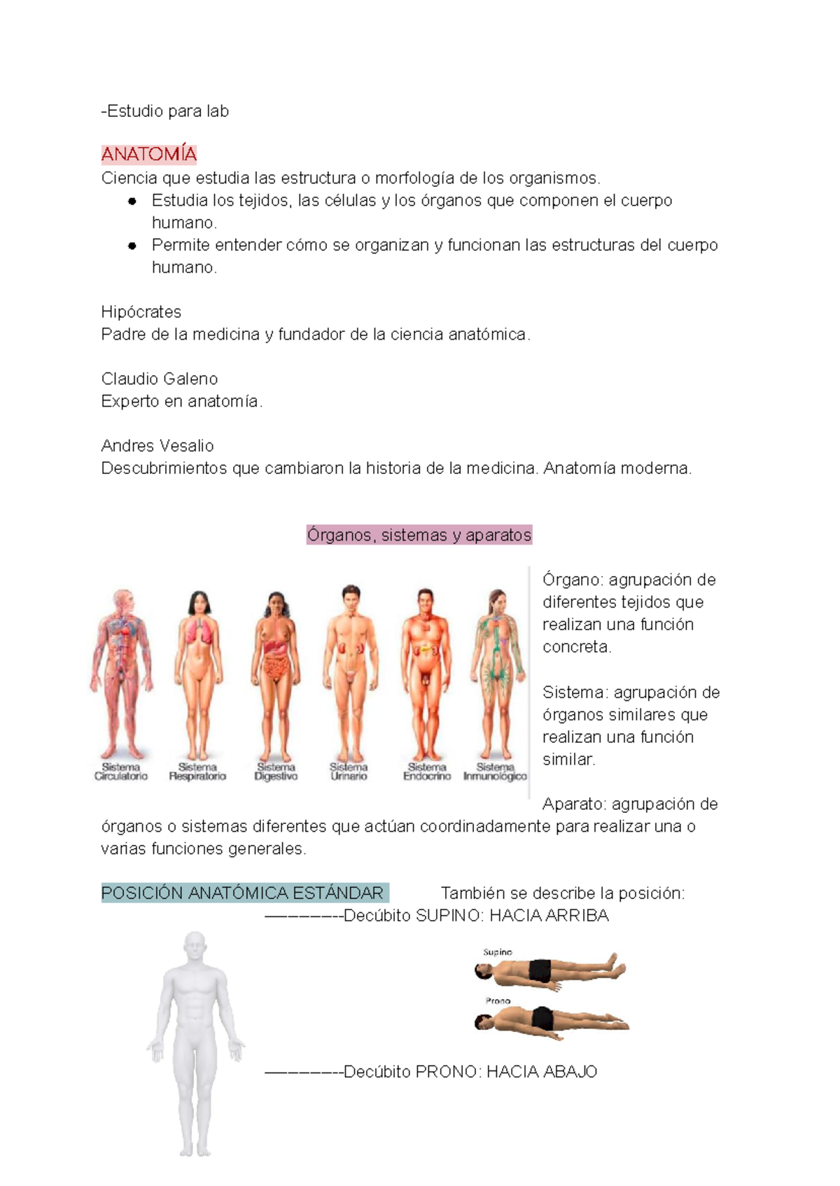 Primer lab anat - Planos, ejes y movimientos anatómicos -Estudio para ...