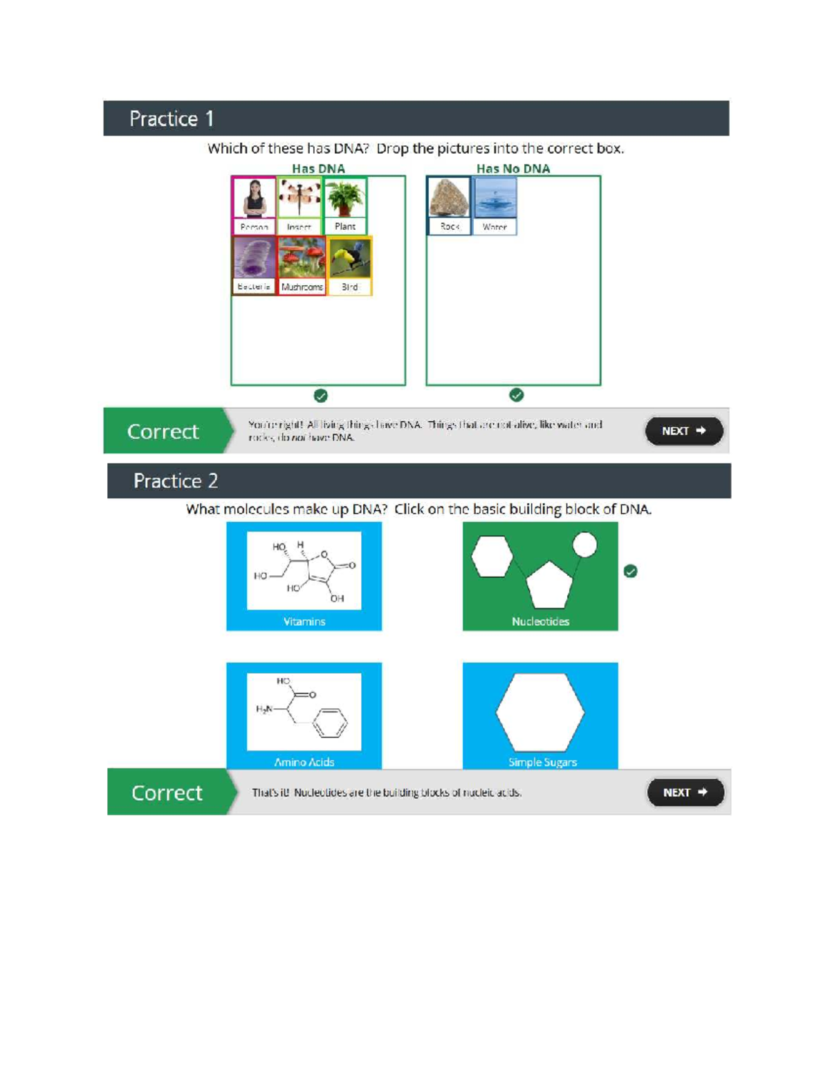 DNA Basics: Understanding Structure and Replication (BIO 101) - Studocu
