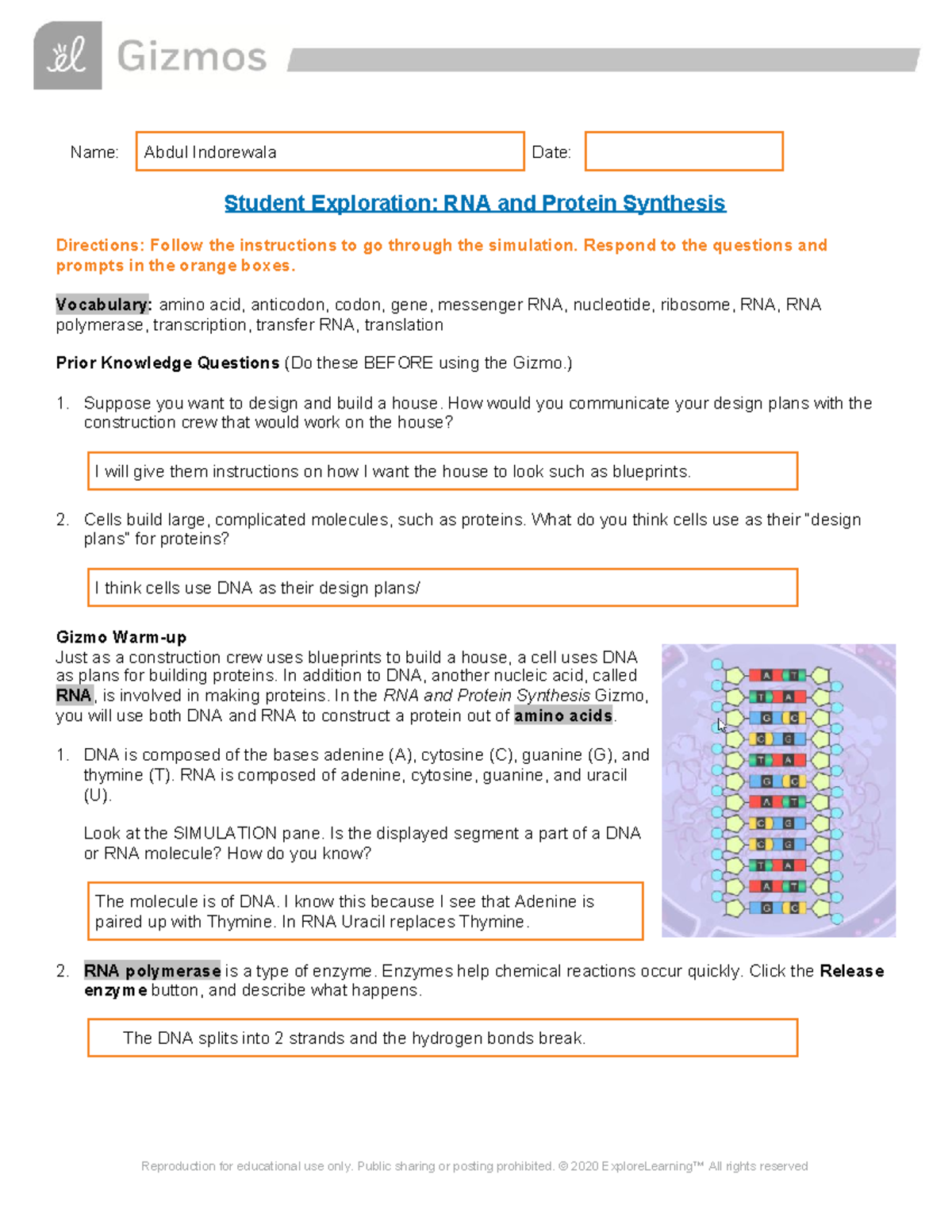 - RNA & Protein Synthesis - Student Exploration: RNA and Protein ...