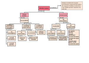 [Solved] cual es la diferencia entre plejia y paresia - Neurología ...