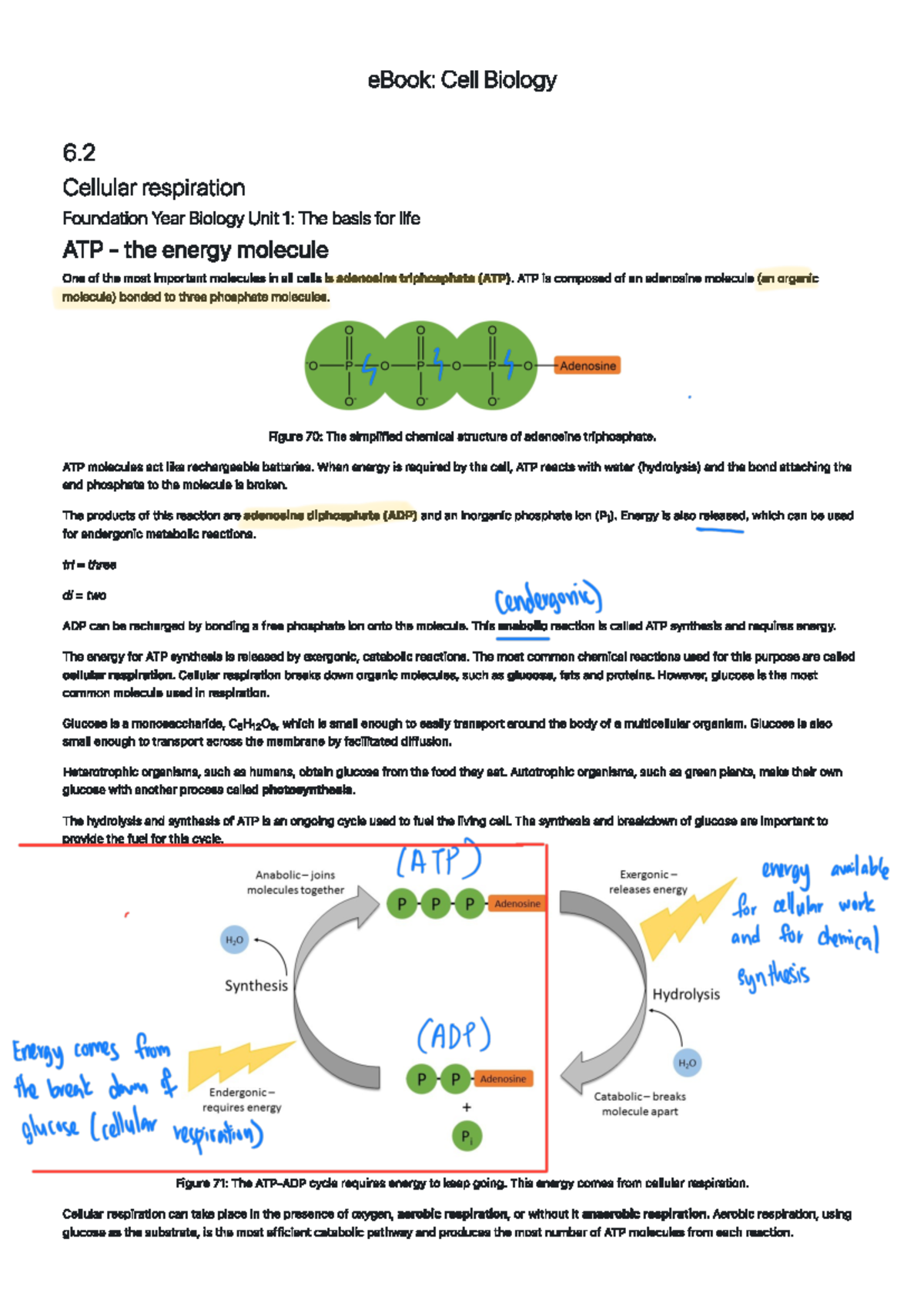 Cell Biology C641206: 6.2 Cellular Respiration Overview and ATP ...