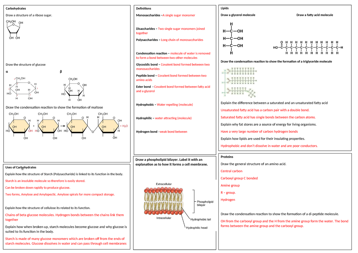Biology 101: Revision Notes on Carbohydrates and Lipids Structures ...
