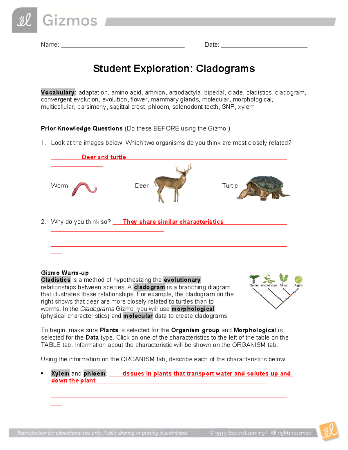 Cladogram Exploration: Understanding Evolutionary Relationships - Studocu