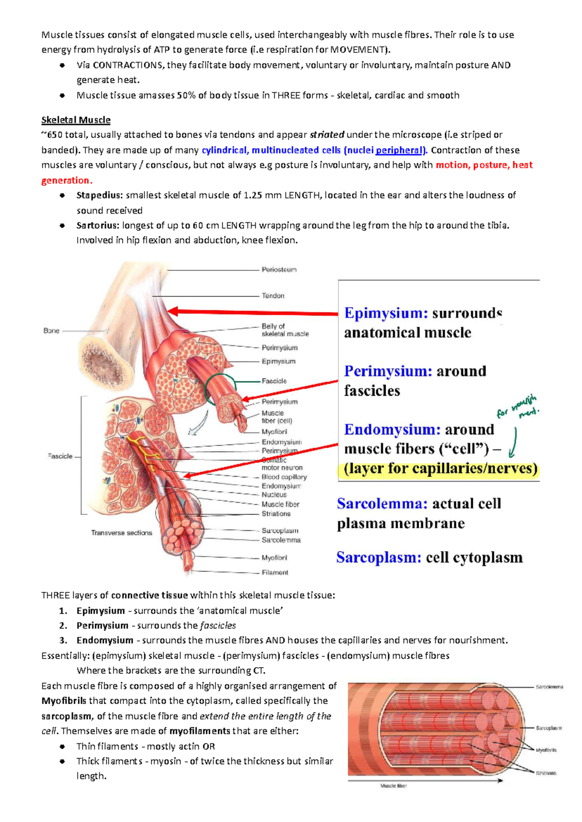 BIOSCI 107 Lecture 4: Comprehensive Notes on Muscle Tissue - Studocu