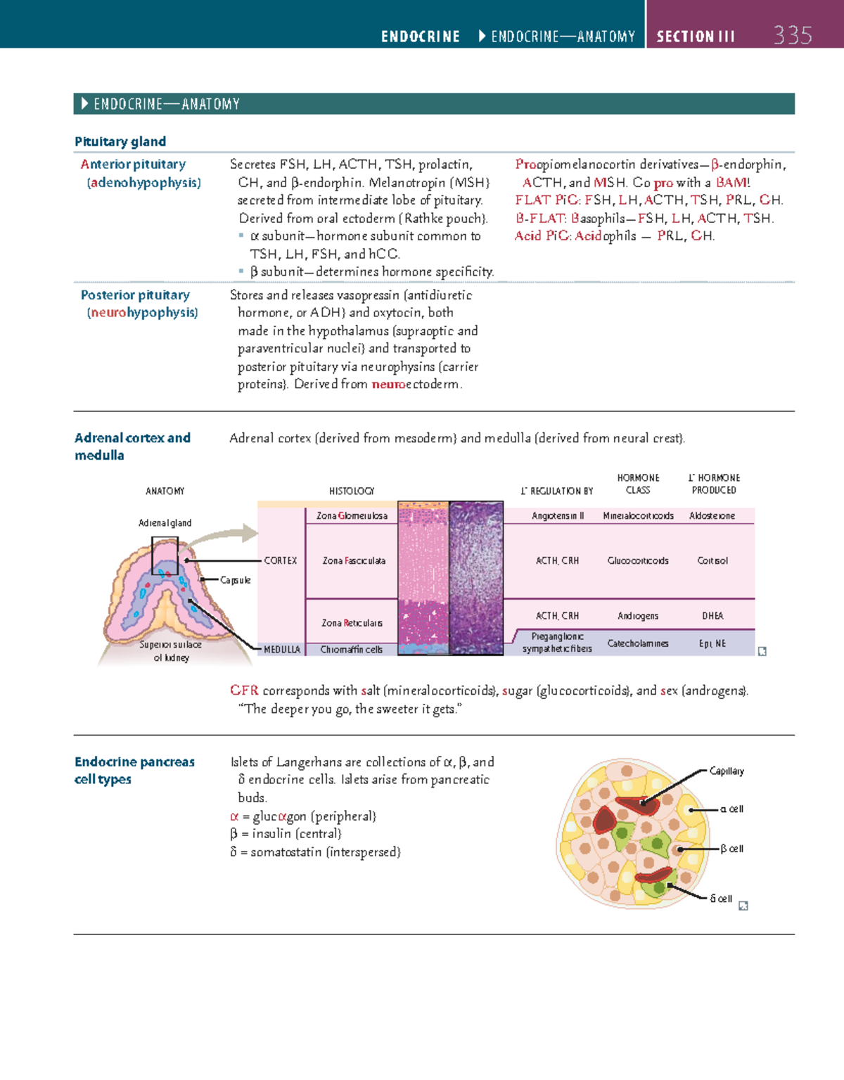 ENDOCRINE ANATOMY & PHYSIOLOGY NOTES - USMLE STEP 1 2021 - Studocu