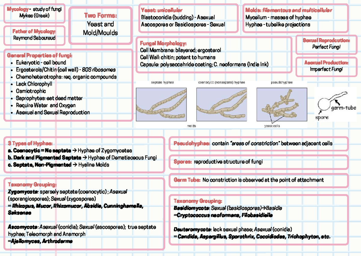 Ilide - MYVCOVIRO MTLE Mycology Study Guide and Review Notes - Studocu