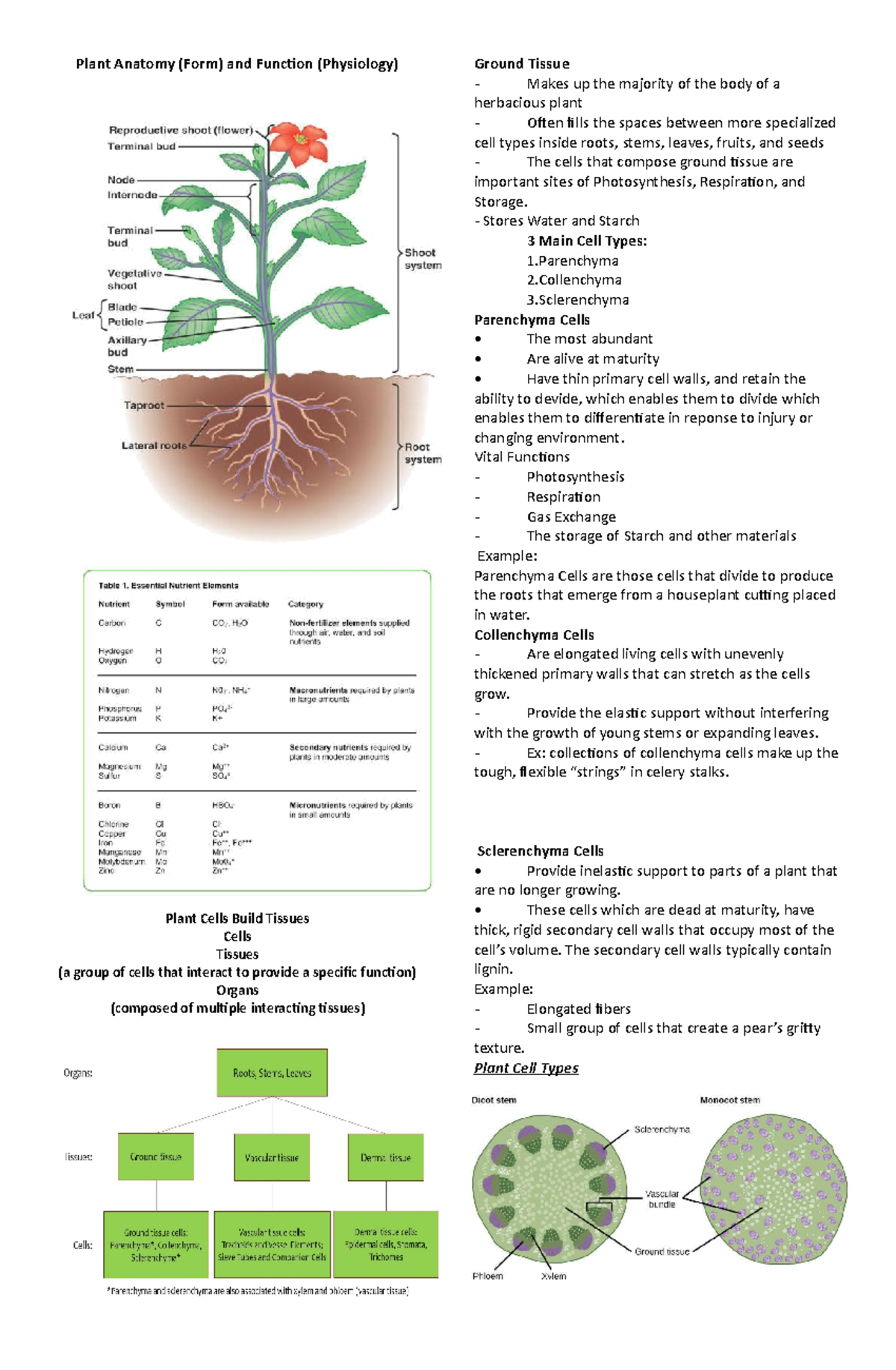 Plant Anatomy and Physiology Review Notes for BIO 101 - Studocu