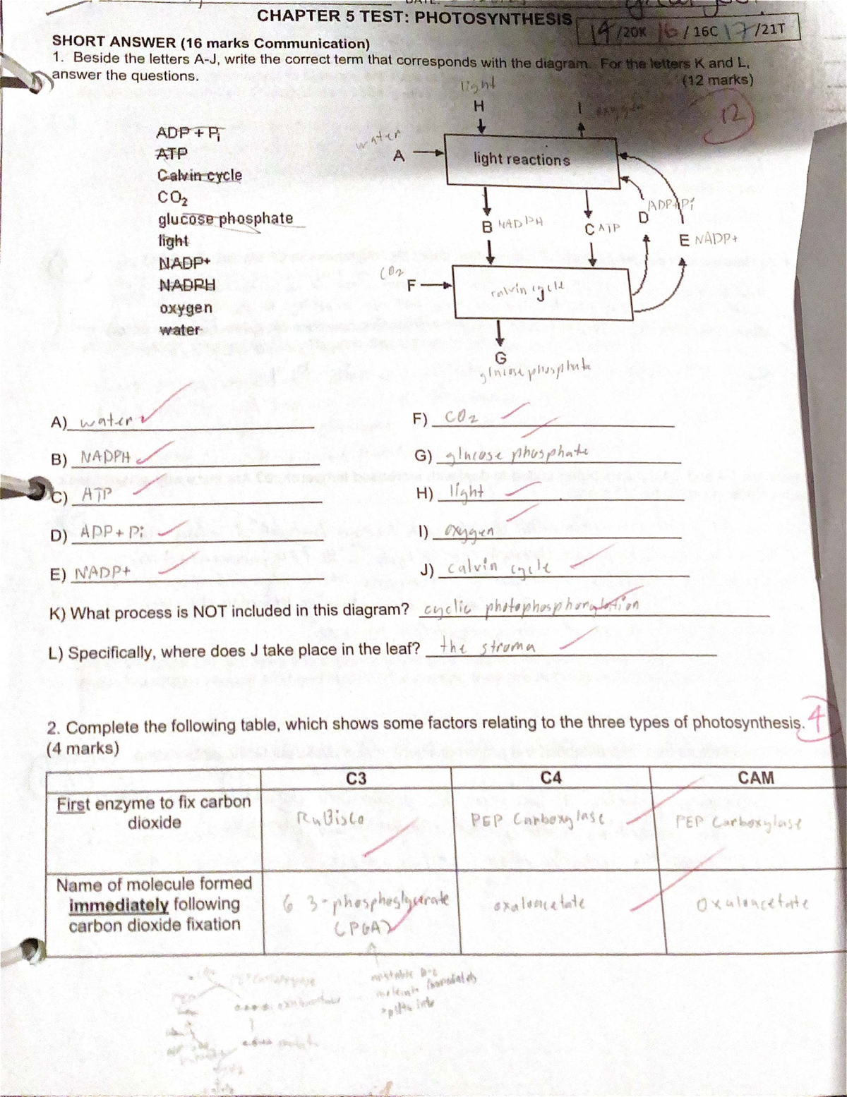 CHAPTER 5 TEST: PHOTOSYNTHESIS SHORT ANSWER (16 marks) - Studocu
