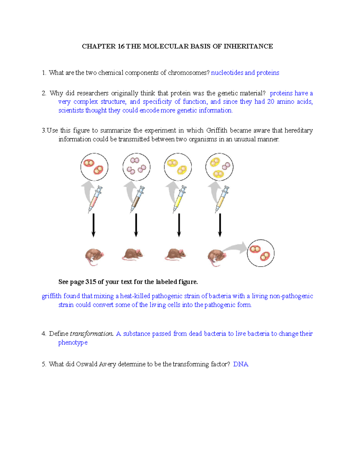 Chapter 16 Study Guide: The Molecular Basis of Inheritance - Studocu
