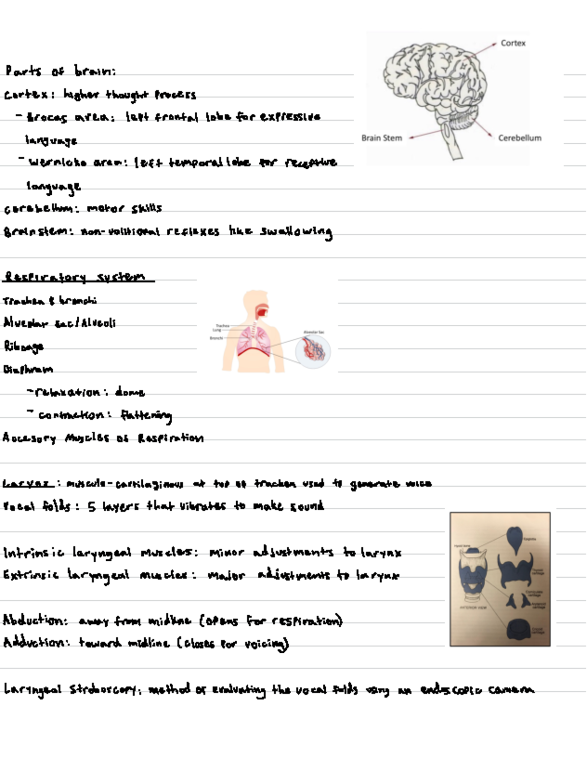 Brain Structure & Respiratory System Overview: Key Points Explained ...