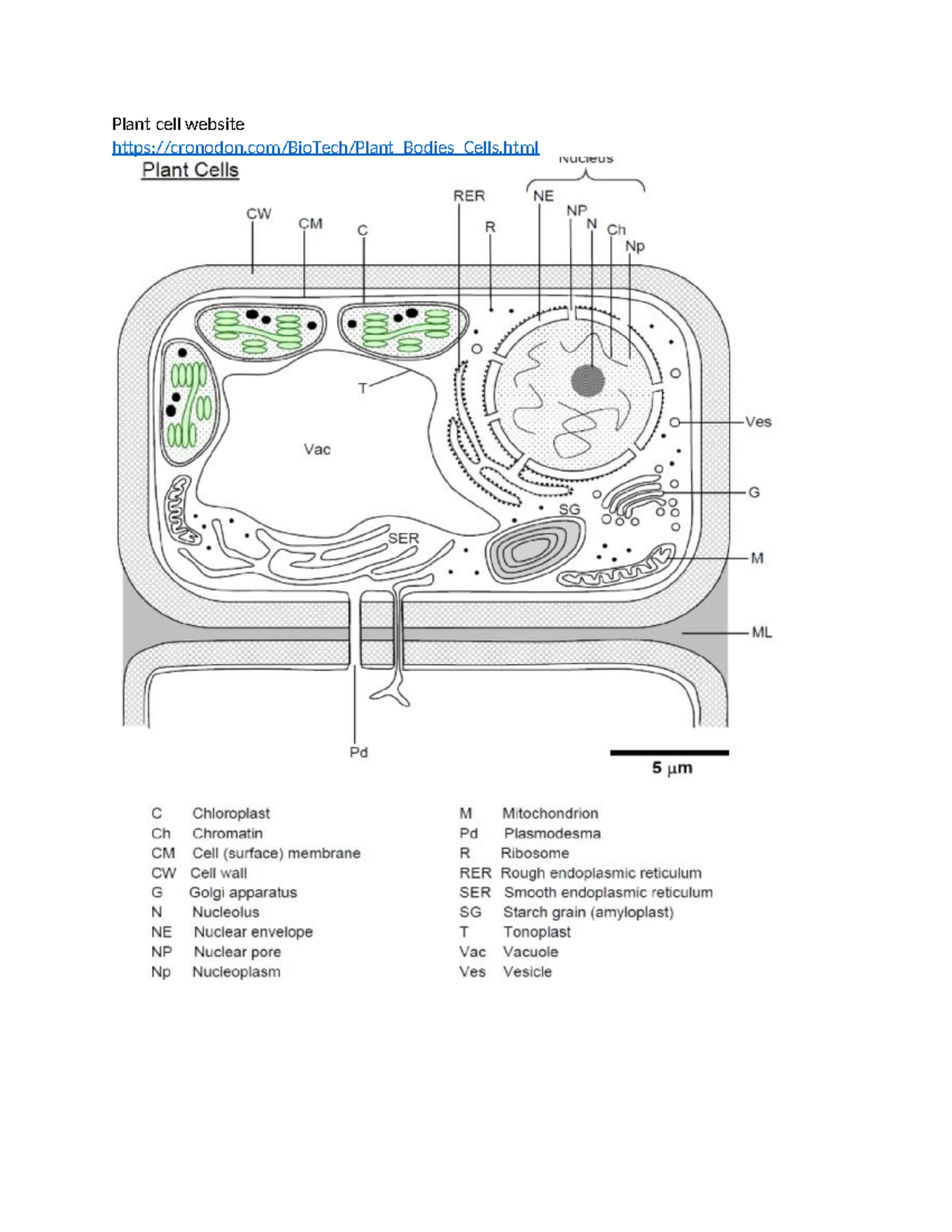 Eukaryotic Plant Cell Structure and Organelles Overview - Studocu