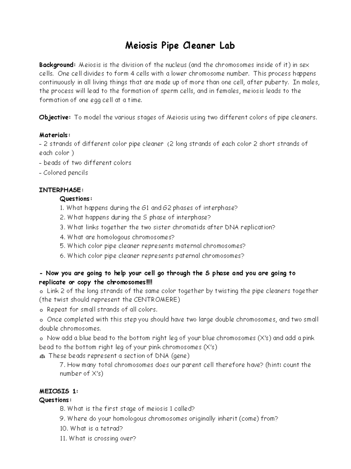 Meiosis Pipe Cleaner Lab Activity: A Hands-On Exploration of Meiosis ...