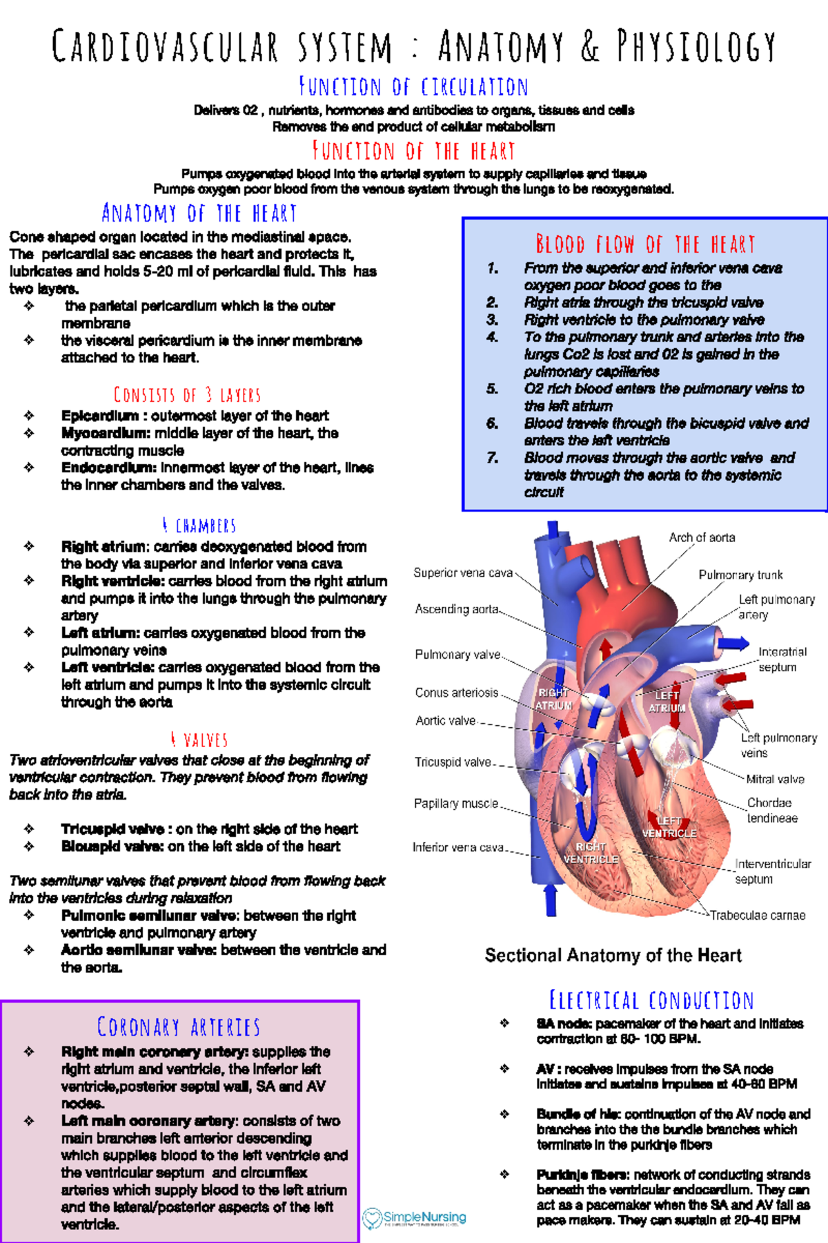 Cardiac study guide course 1 - Cardiovascular system : Anatomy ...