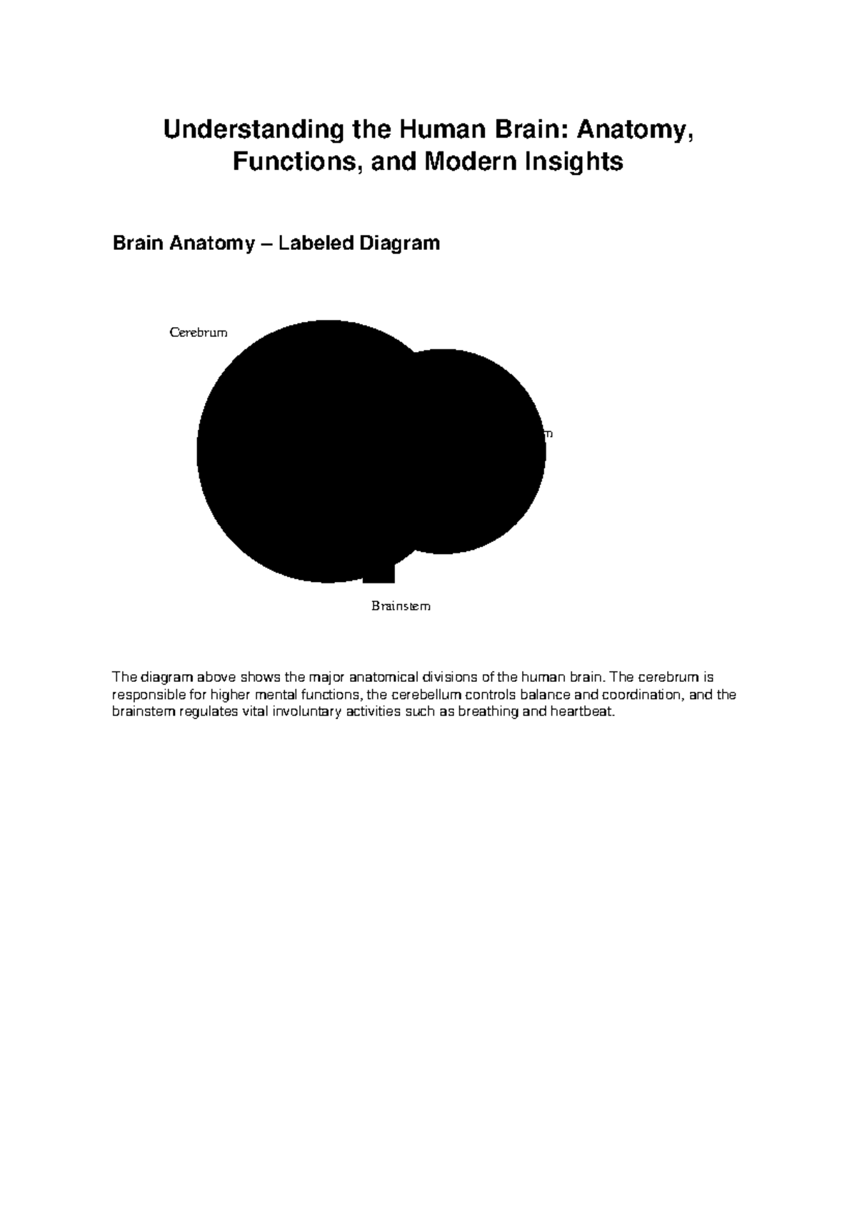Class 11 Human Brain Research Paper: Anatomy & Functions Diagrams - Studocu