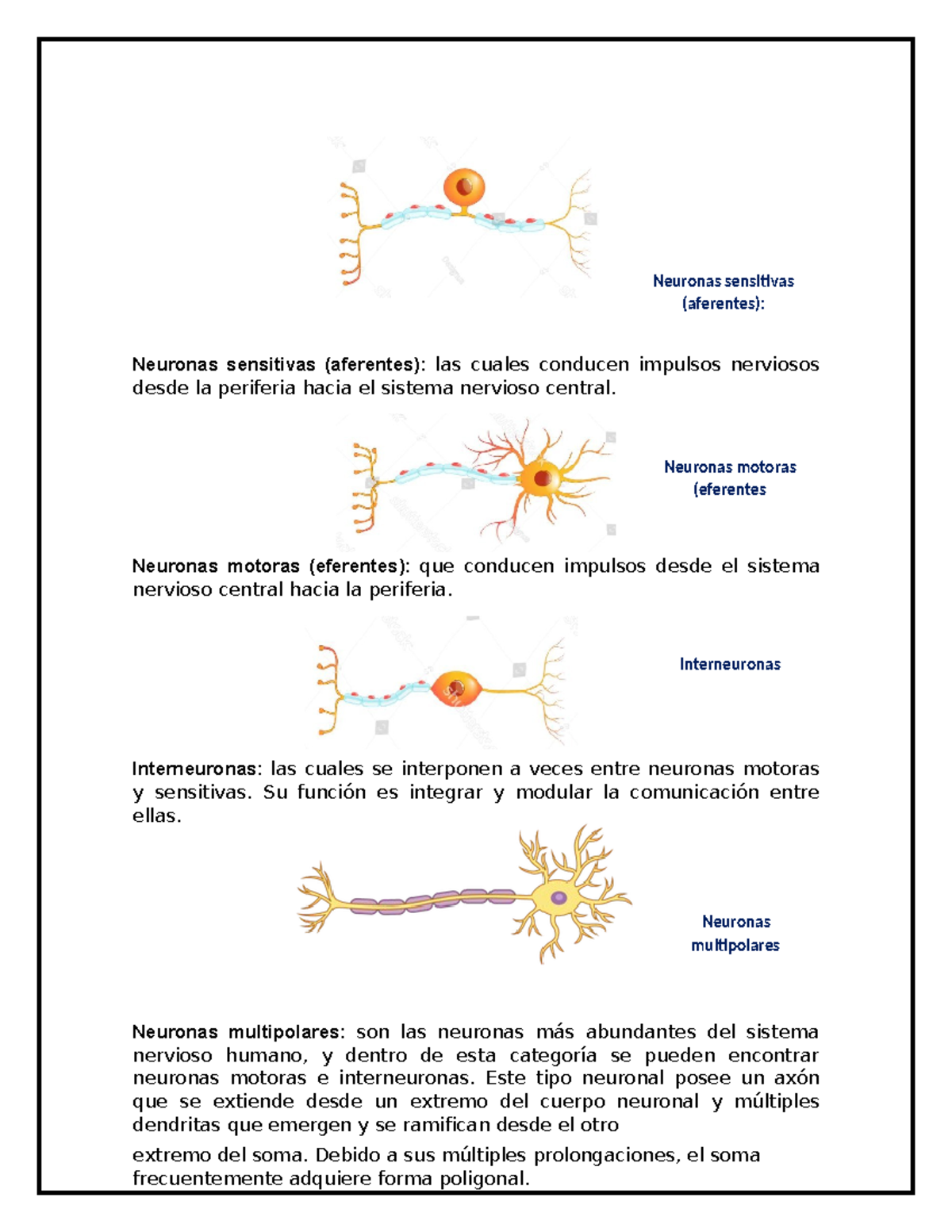 Tipos de Neuronas: Sensitivas, Motoras e Interneuronas - Studocu