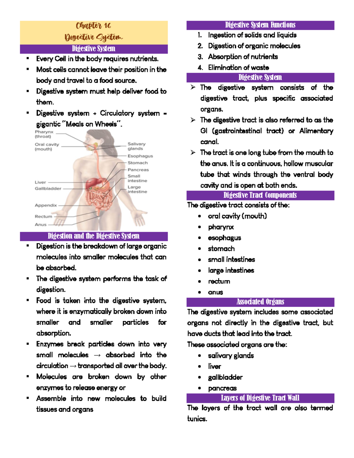 Digestive- System - Chapter 16 Digestive System Digestive System Every ...