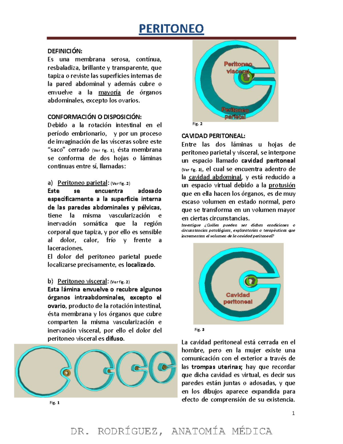 Anatomía Médica: Peritoneo y Cavidad Peritoneal - Definición y ...