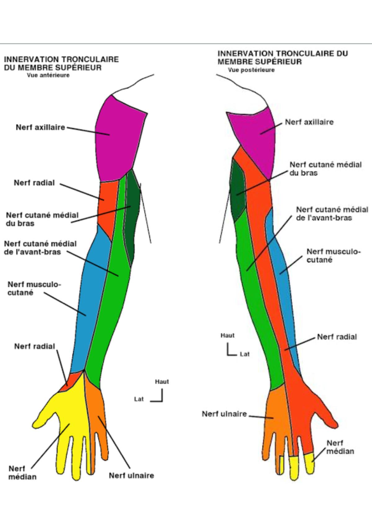 Innervation sensitive - INNERVATION TRONCULAIRE DU INNERVATION ...