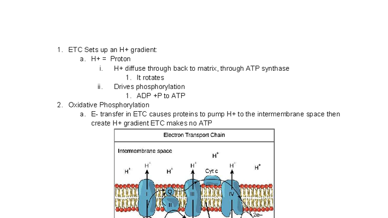 ETC and Cellular Respiration: Exam 2 Notes for BIO 101 - Studocu