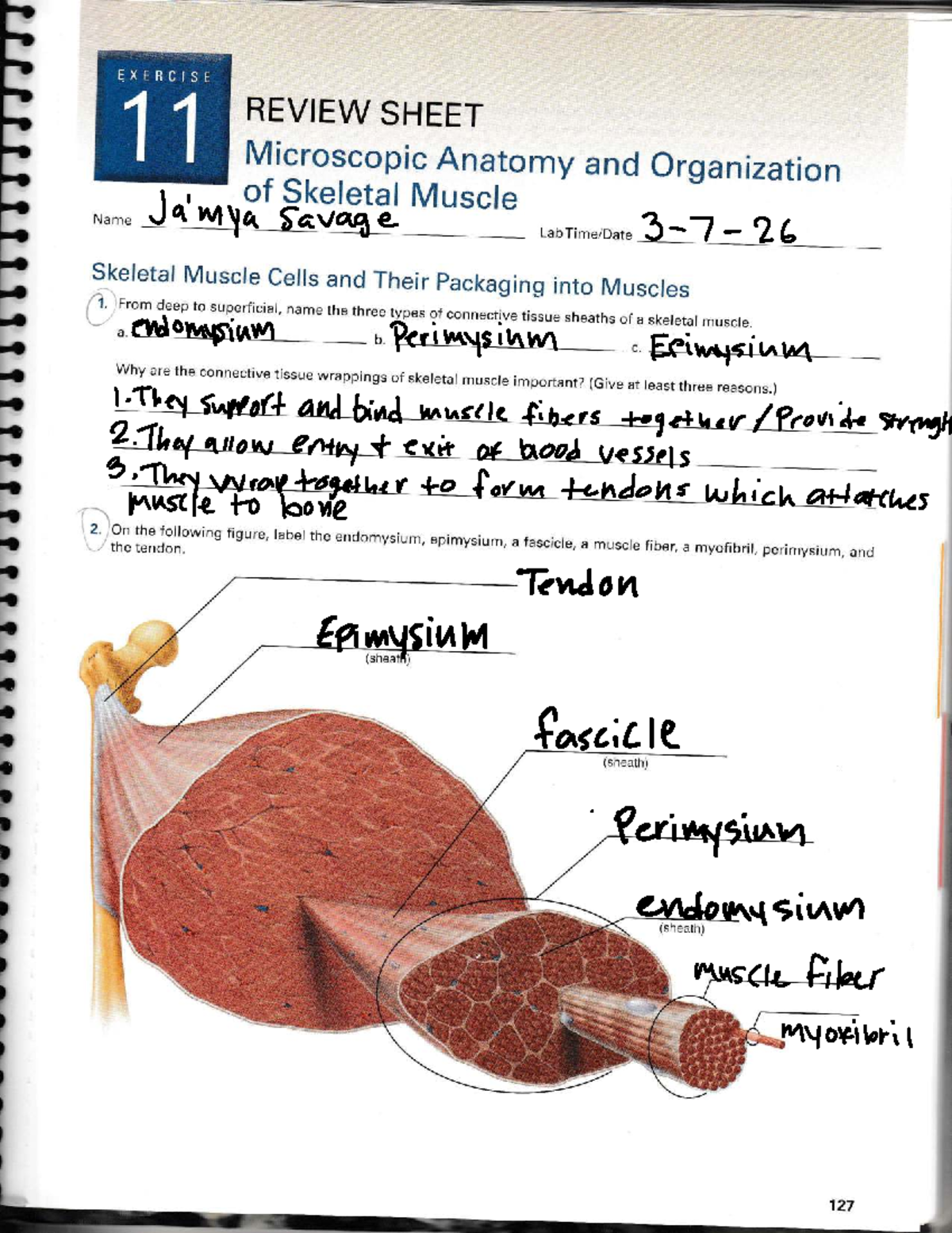 Review Sheet 11: Microscopic Anatomy & Organization of Skeletal Muscles ...