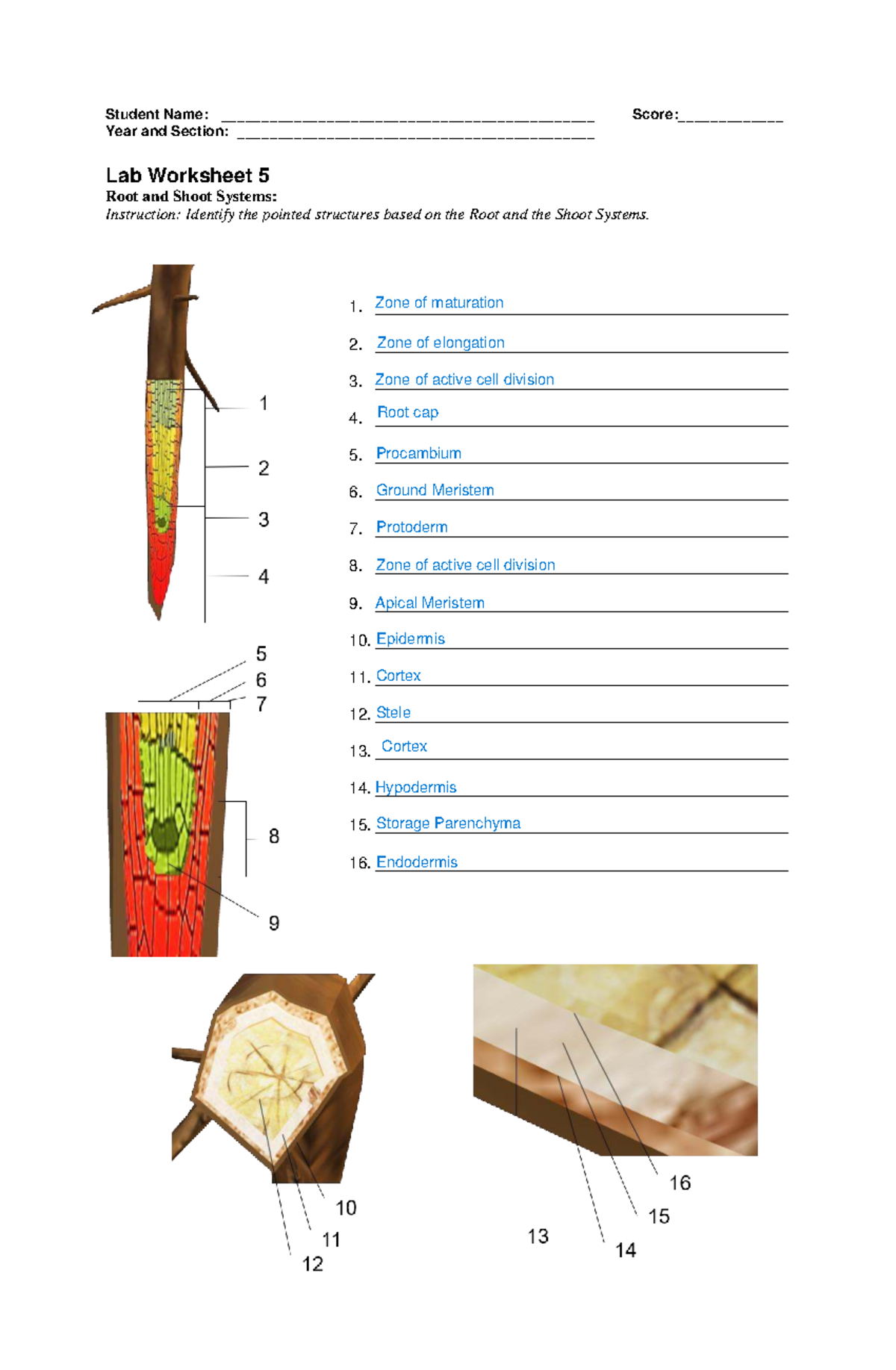 Lab Activity 5 - Root Shoot Systems - Student Name