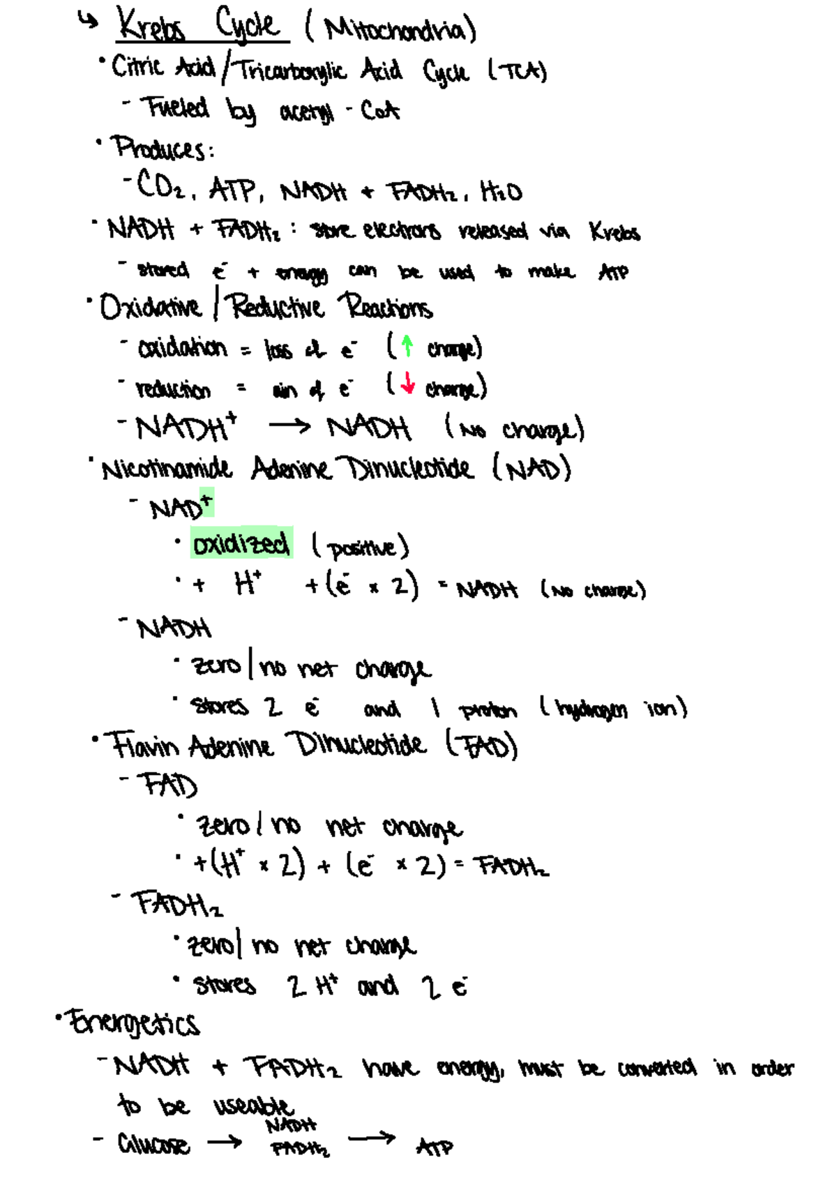 Krebs Cycle Overview: PHYL 142 Insights on TCA and Energy Production ...