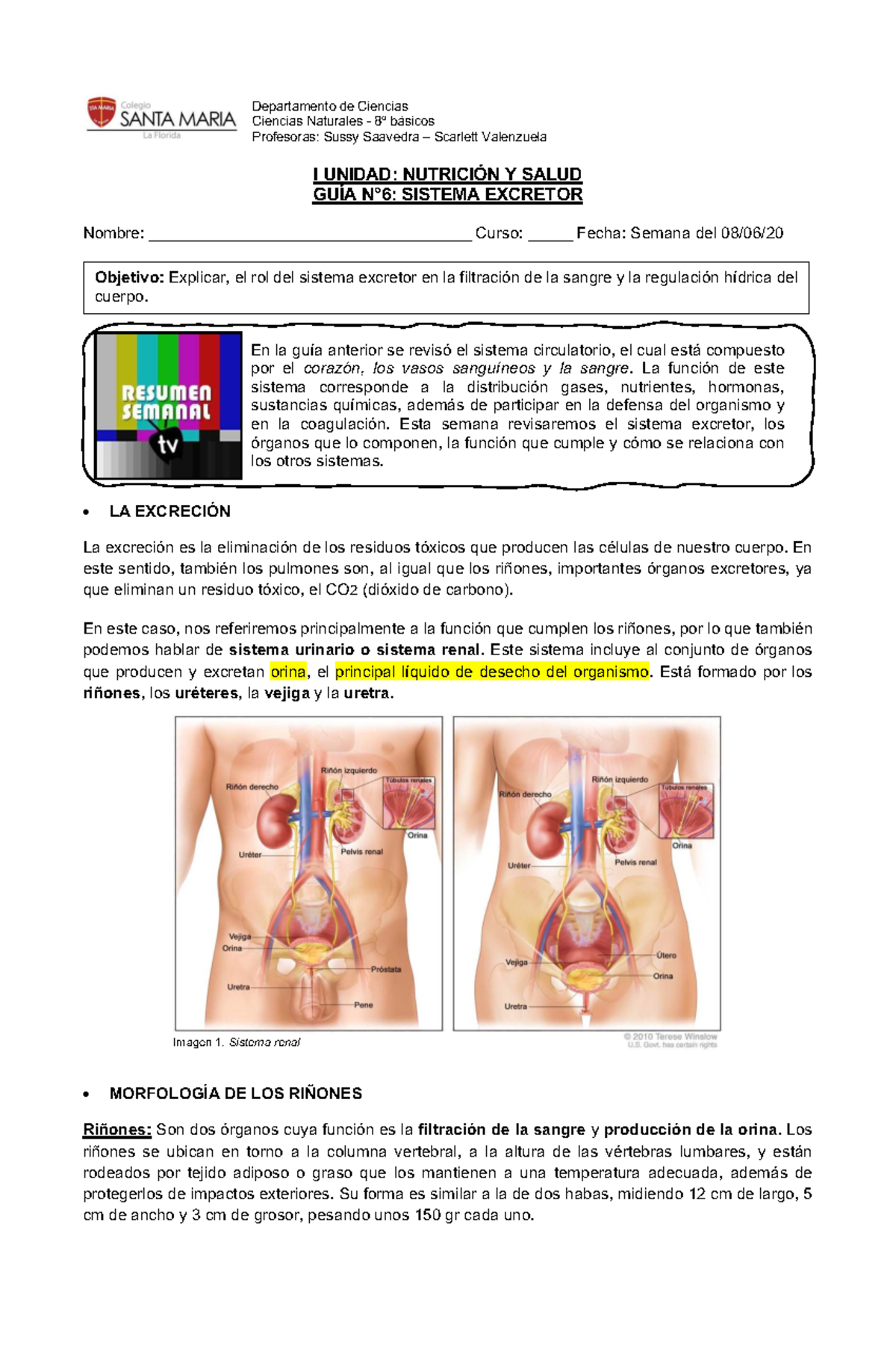 Ciencias Naturales 8º - Guía sobre el Sistema Excretor - Studocu