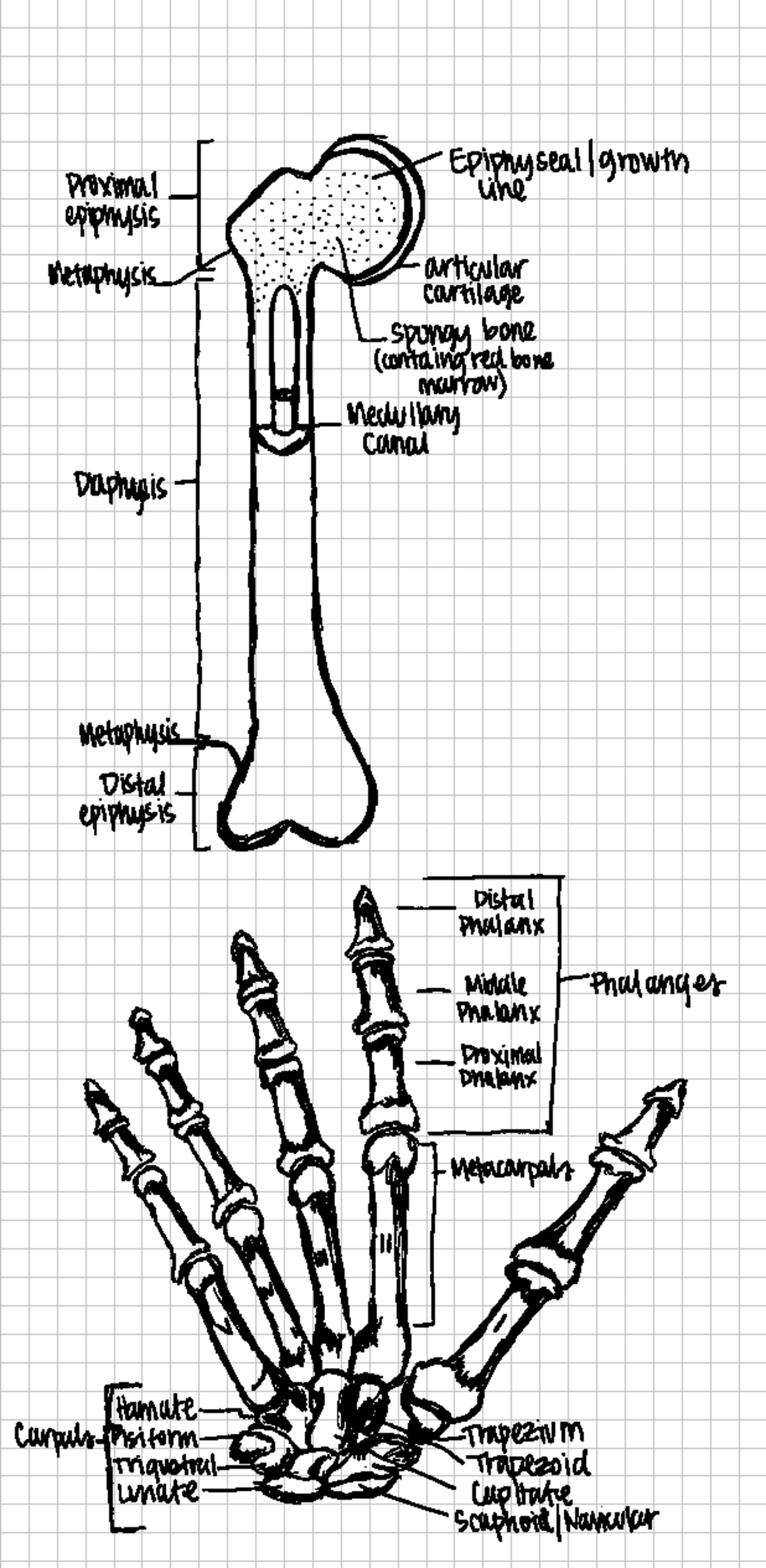 Skeletal System - Bio 201 - Proximal une epiphysis Metaphysis ...