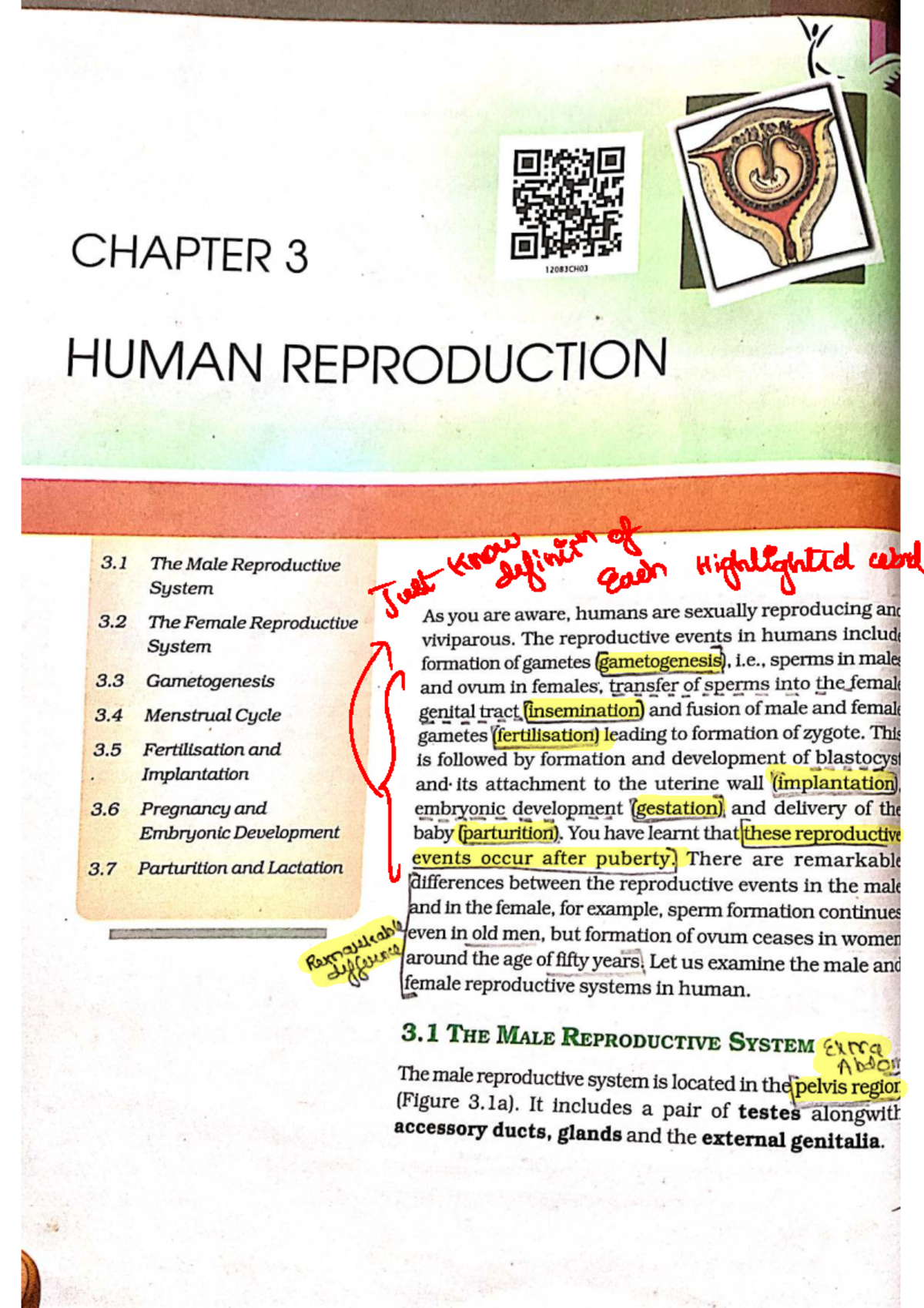 Human Reproduction NCERT Notes (2024) - Studocu