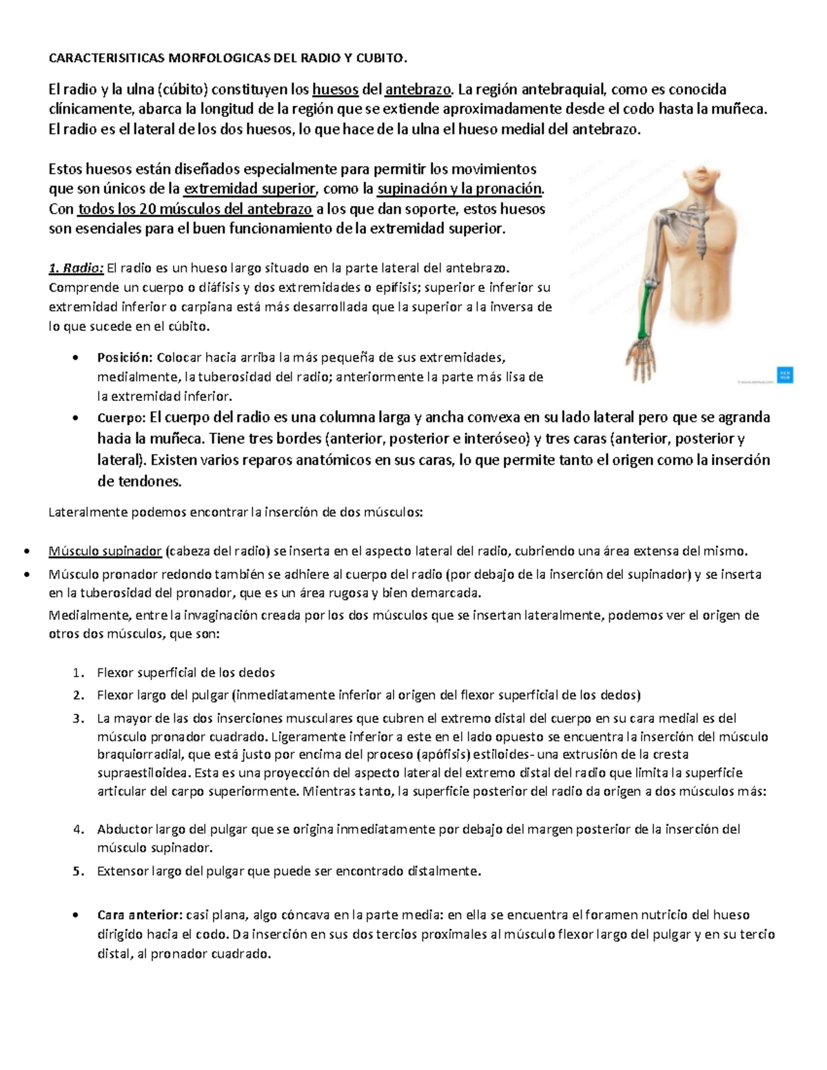 Músculos de la Cintura Escapular y Húmero: Desglose Detallado - Studocu