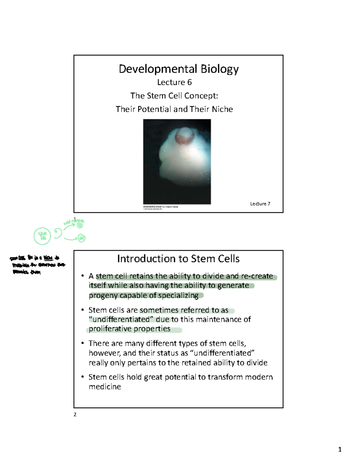 Developmental Biology Lecture: Stem Cell Mechanisms & Niches - Studocu
