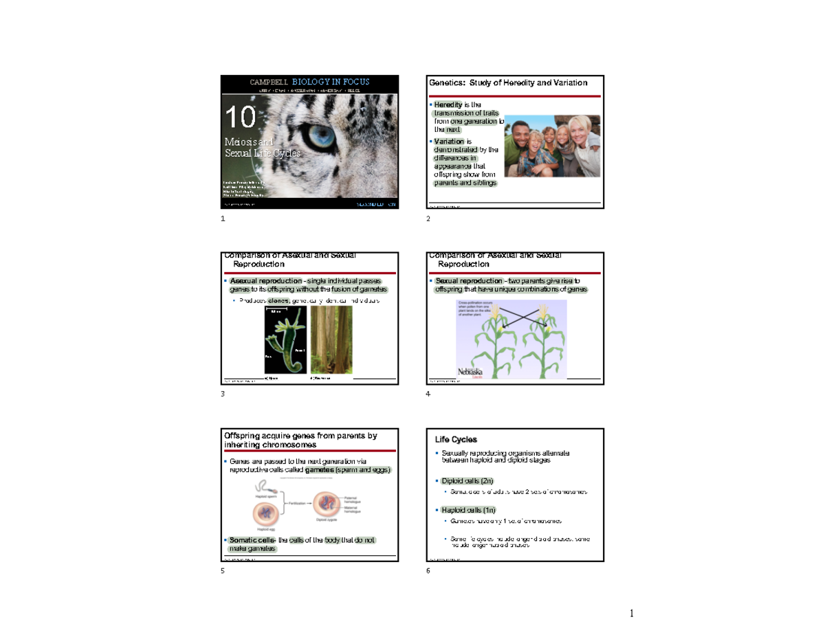 Meiosis and Genetic Variation: Key Concepts and Stages (BIOL 101 ...
