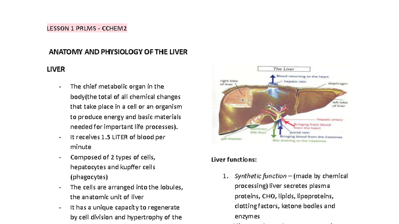 LESSON 1 PRLMS CCHEM2 LIVER FUNCTION TESTS AND METABOLIC ROLES - Studocu