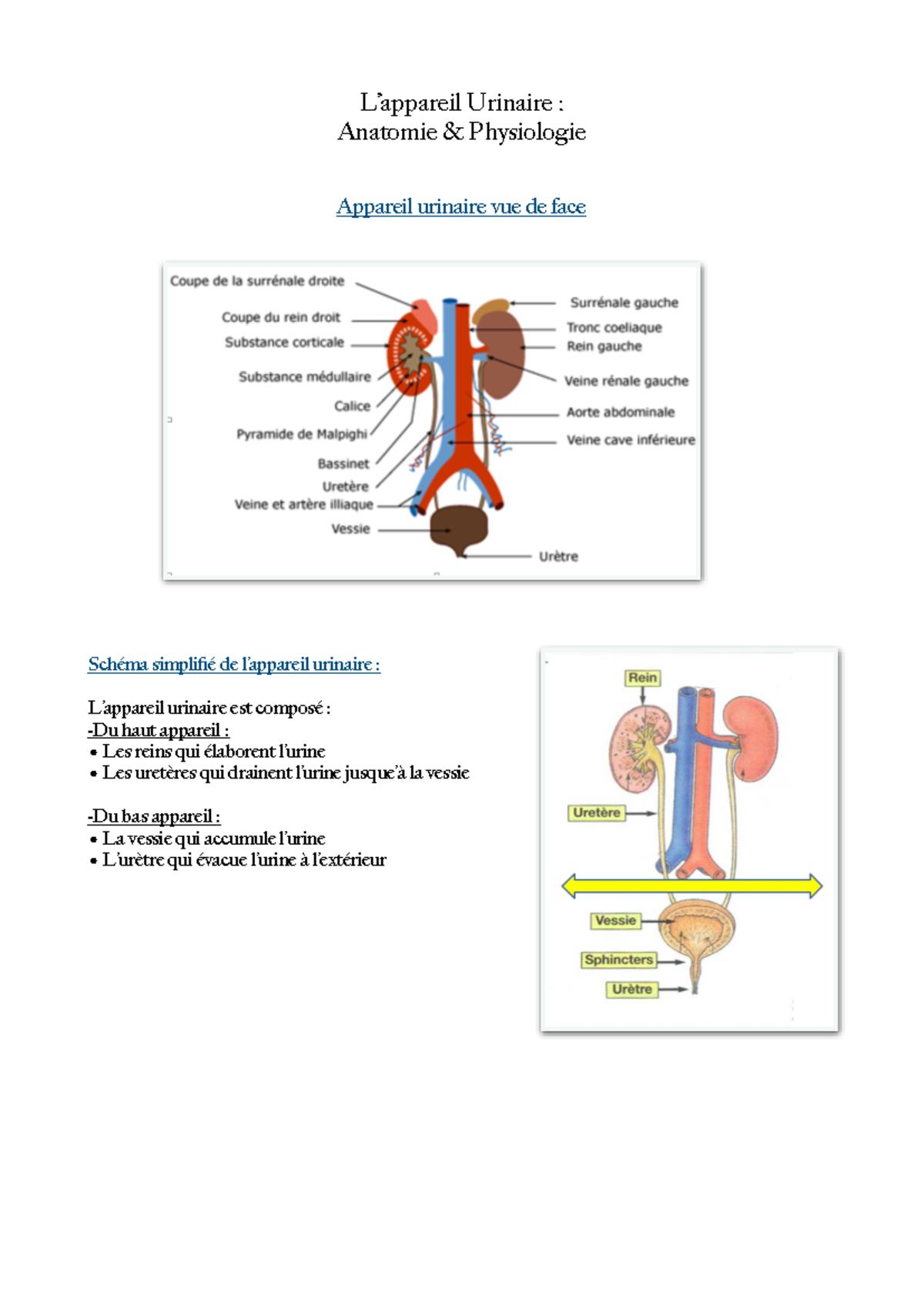Physiologie de l'Appareil Urinaire: Anatomie et Fonctionnement - Studocu