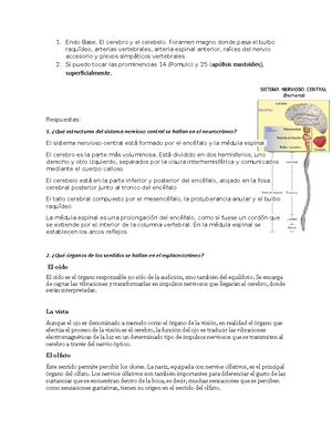 [Solved] Cul es el grupo y factor de una persona que es dador universal ...