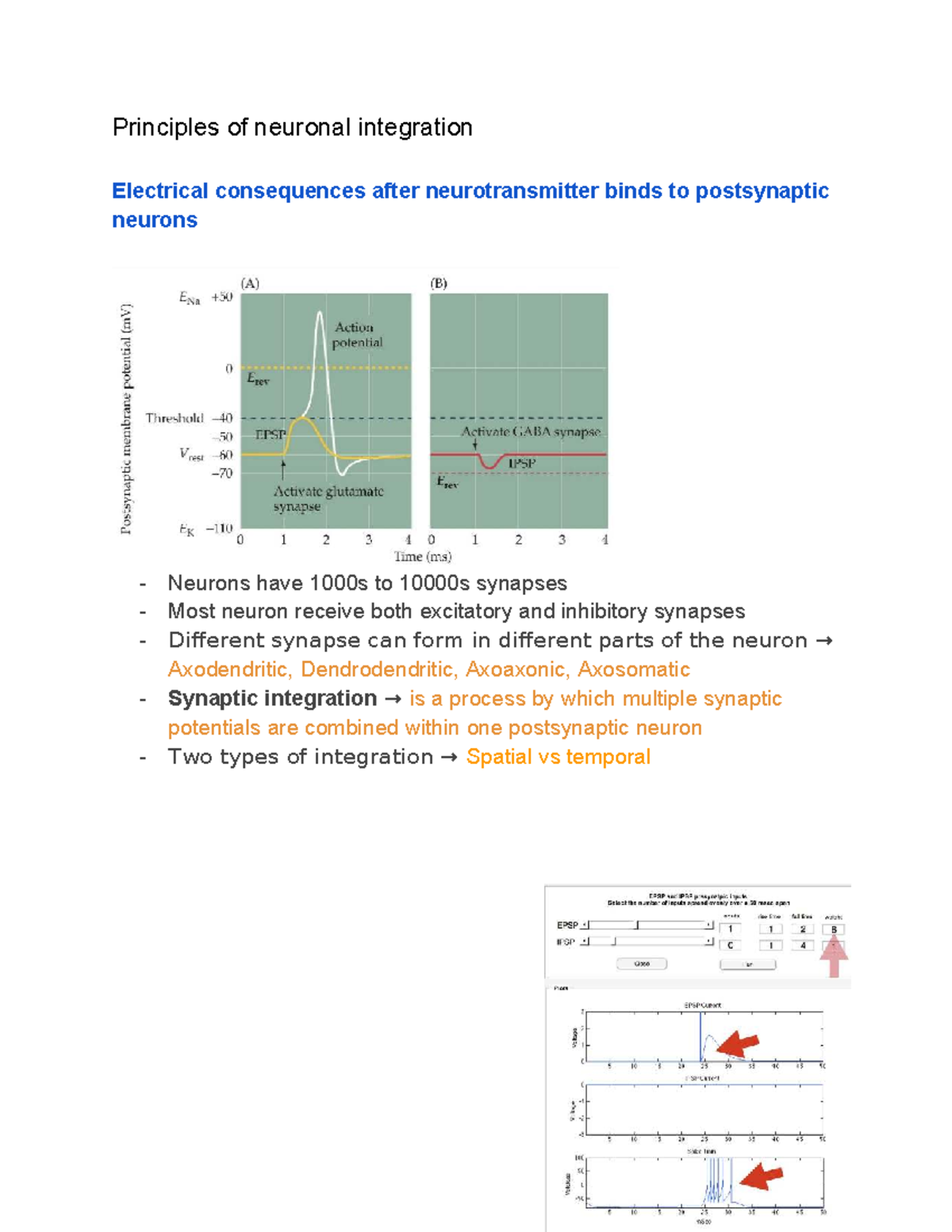 Neuroscience 101: Principles of Neuronal Integration and Synaptic ...