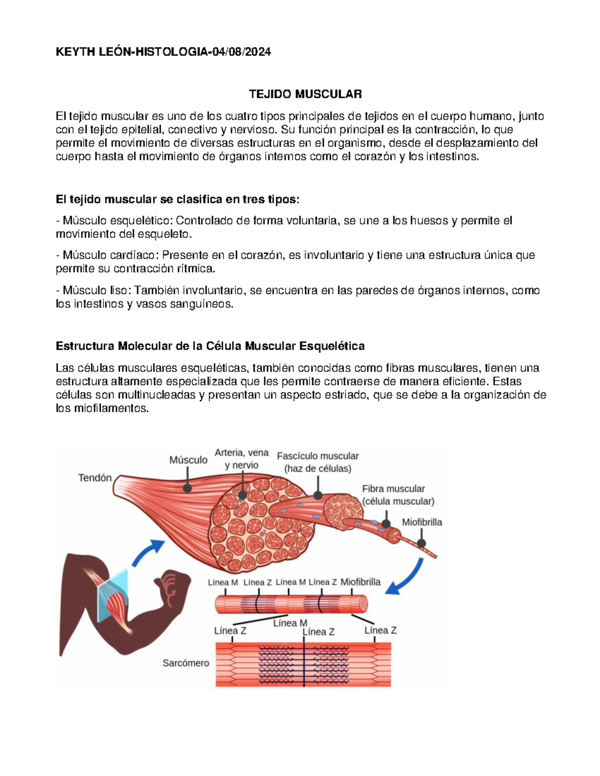 Tejido Muscular: Estructura y Función en Esquelético, Cardíaco y Liso ...
