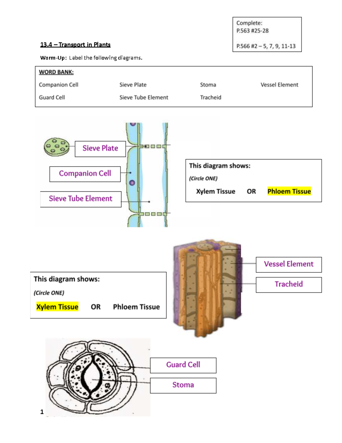 13.4 - Transport in Plants: Xylem & Phloem Overview and Diagrams - Studocu