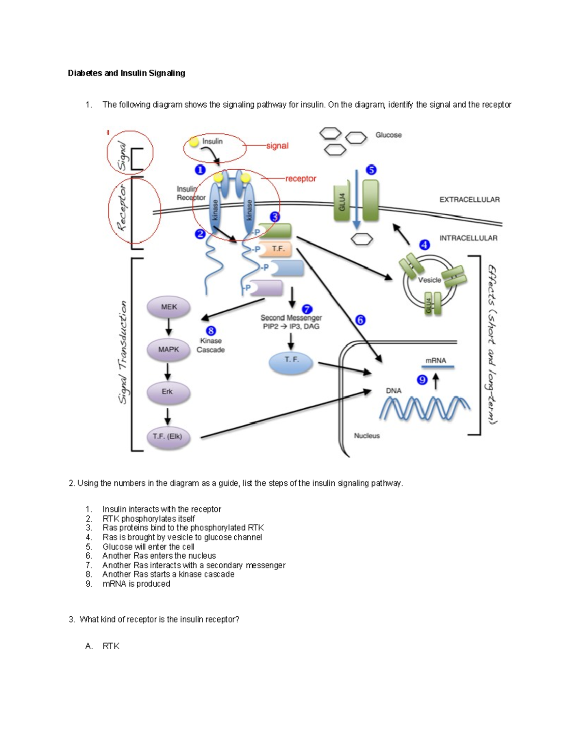 Diabetes and Insulin Signaling - On the diagram, identify the signal ...