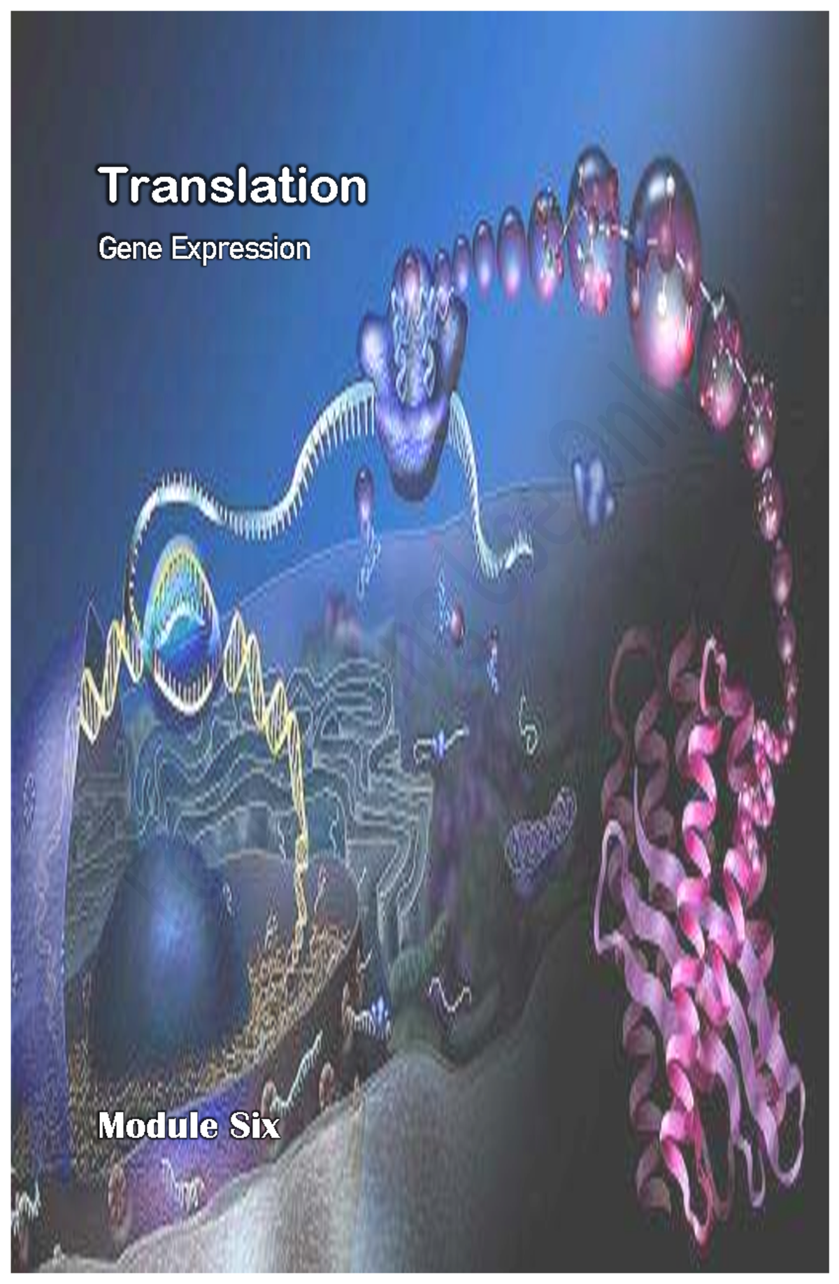 Module 6: Gene Expression - Translation Overview and Key Concepts - Studocu