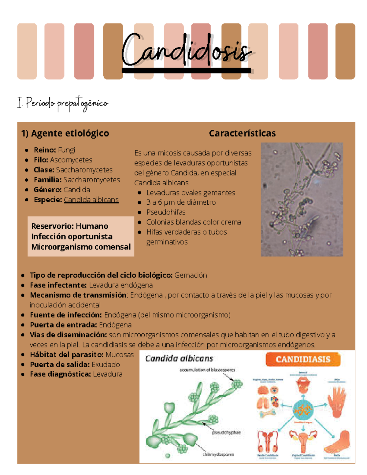 Candidiasis: Patogénesis, Diagnóstico y Tratamiento en 4CM - Studocu