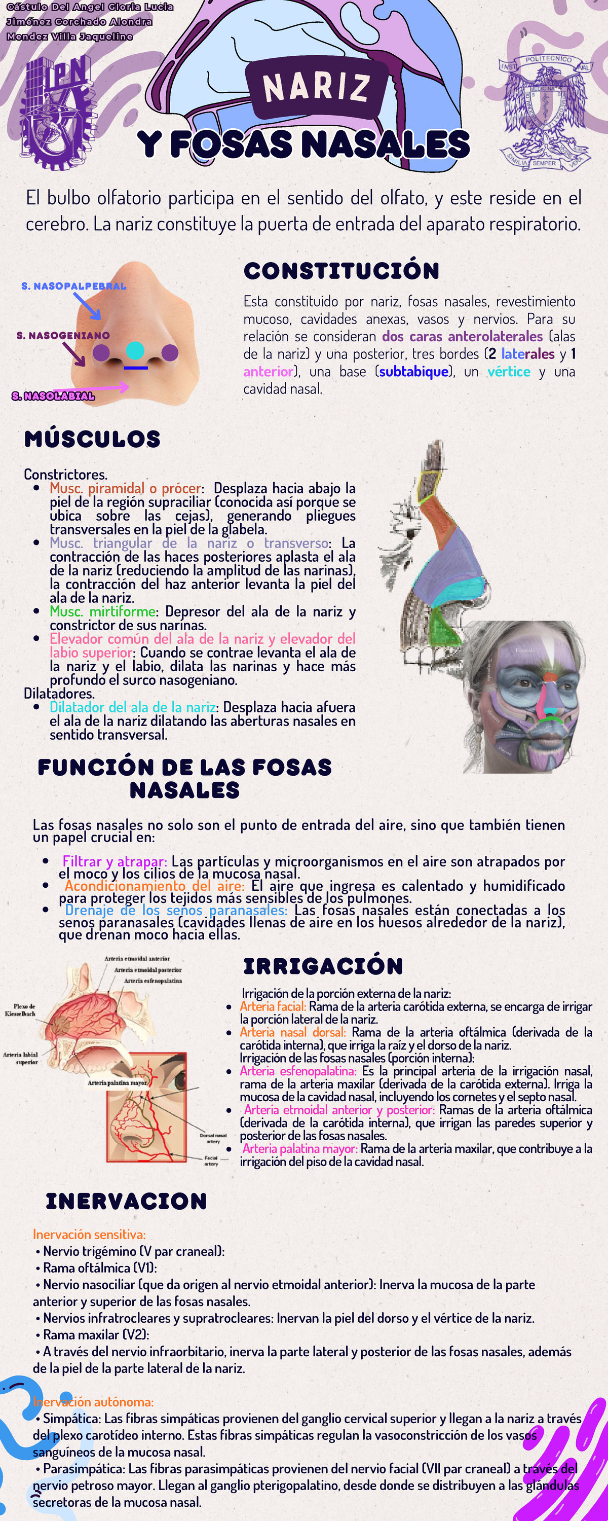 2PM4 Anatomía y Función de la Nariz y Fosas Nasales - Studocu