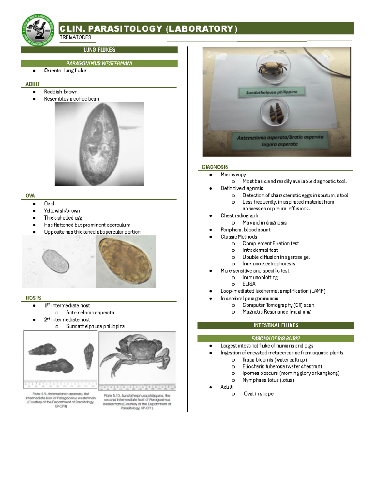 CLIN. PARASITOLOGY LAB: TREMATODES & FLUKES STUDY NOTES - Studocu