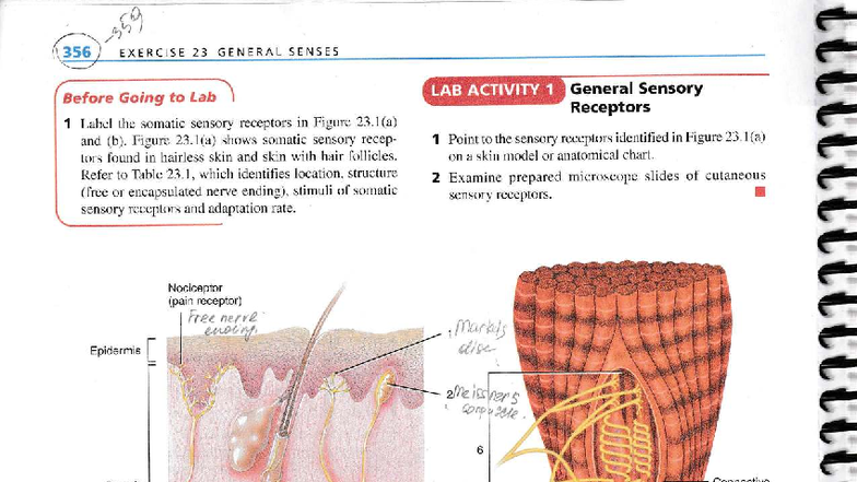 359 356 EXERCISE 23 GENERAL SENSES LAB ACTIVITY 1: Sensory Receptors ...