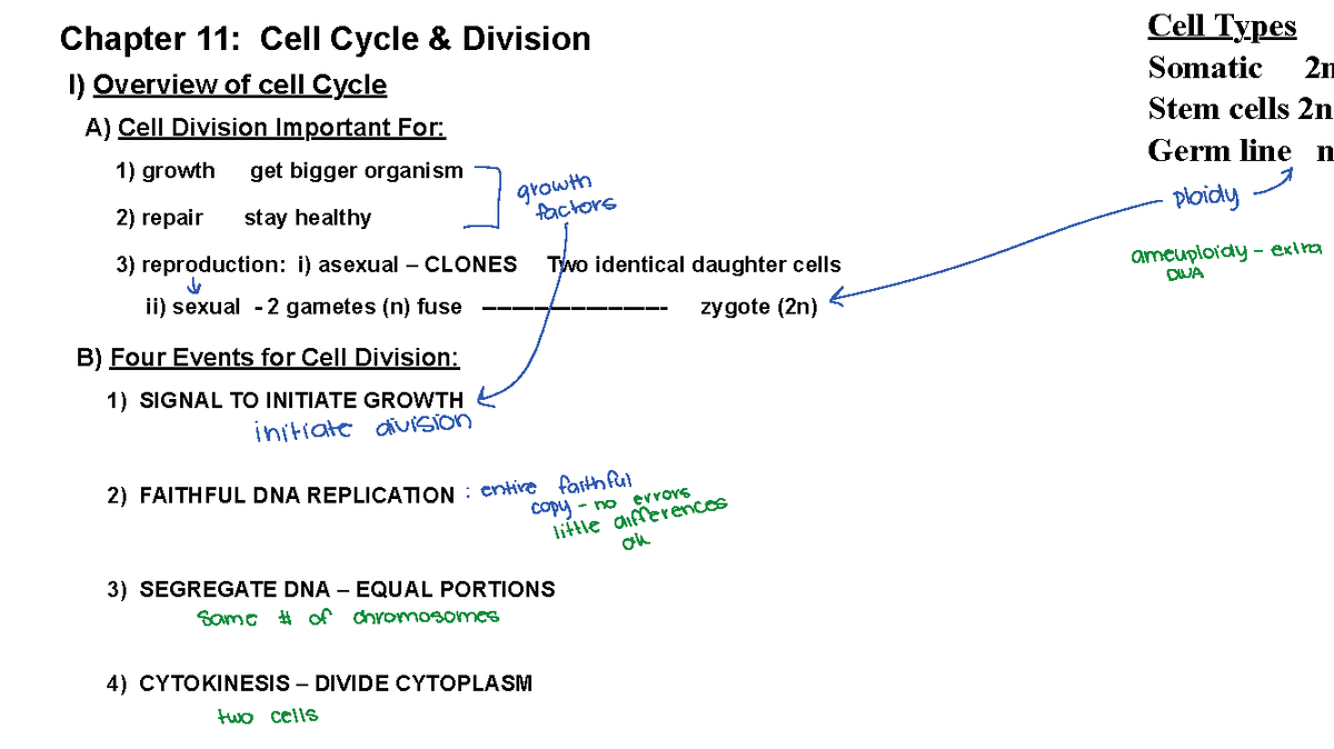 Chap 11: Cell Cycle Division Overview and Key Concepts - Studocu
