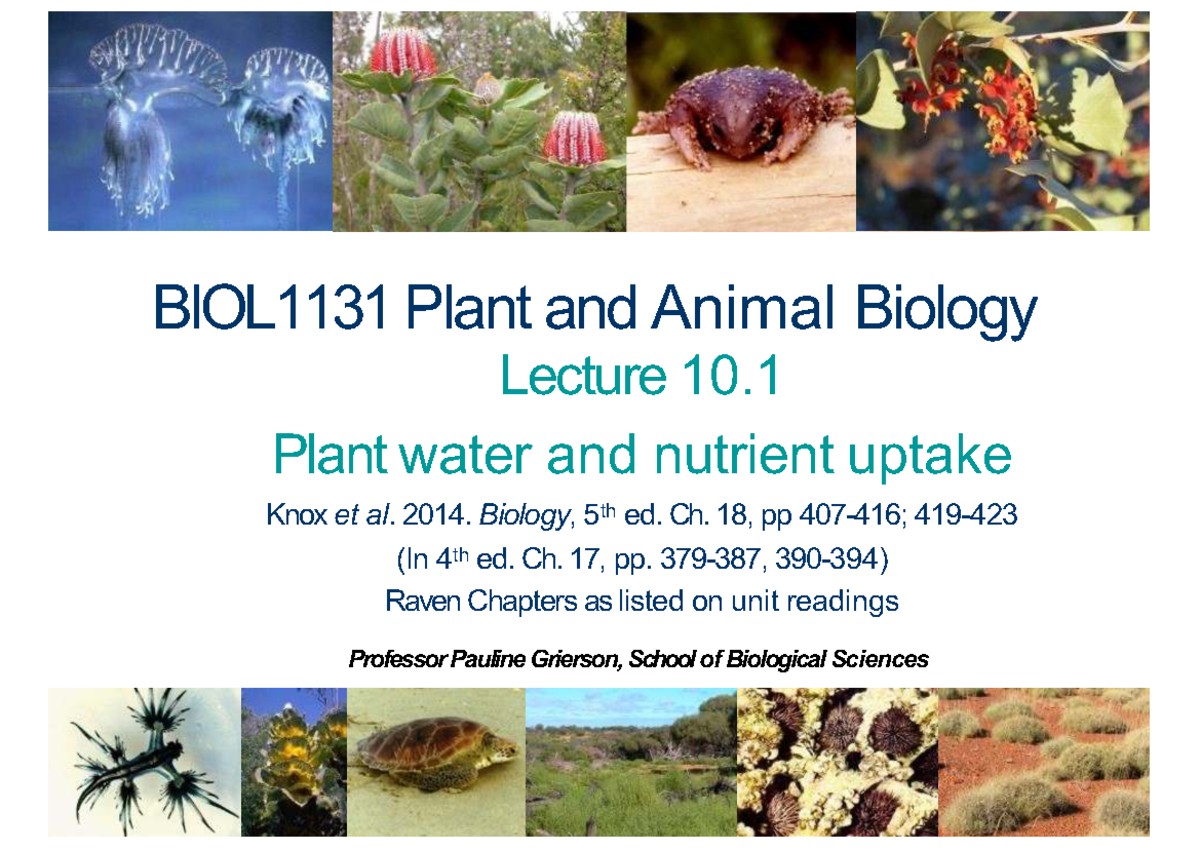 BIOL1131 Plant Water and Nutrient Uptake: Lecture 10.1 Summary - Studocu