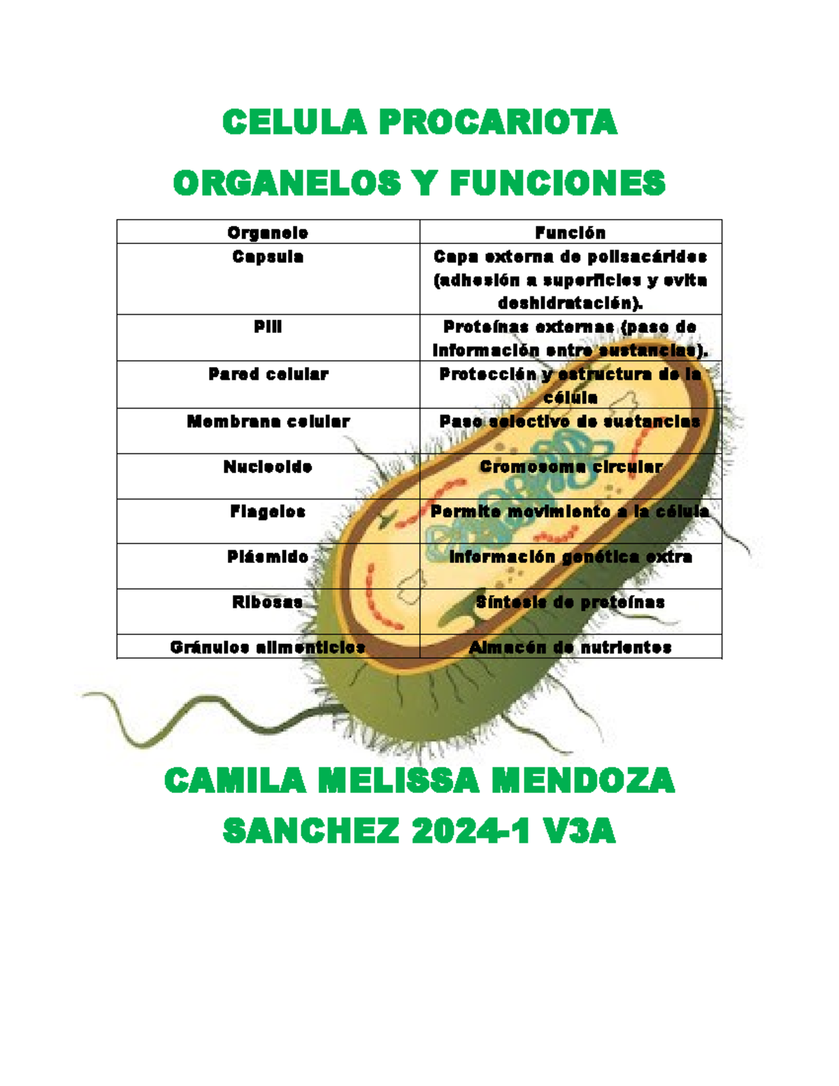 Celula Procariota - CELULA PROCARIOTA ORGANELOS Y FUNCIONES Organelo ...