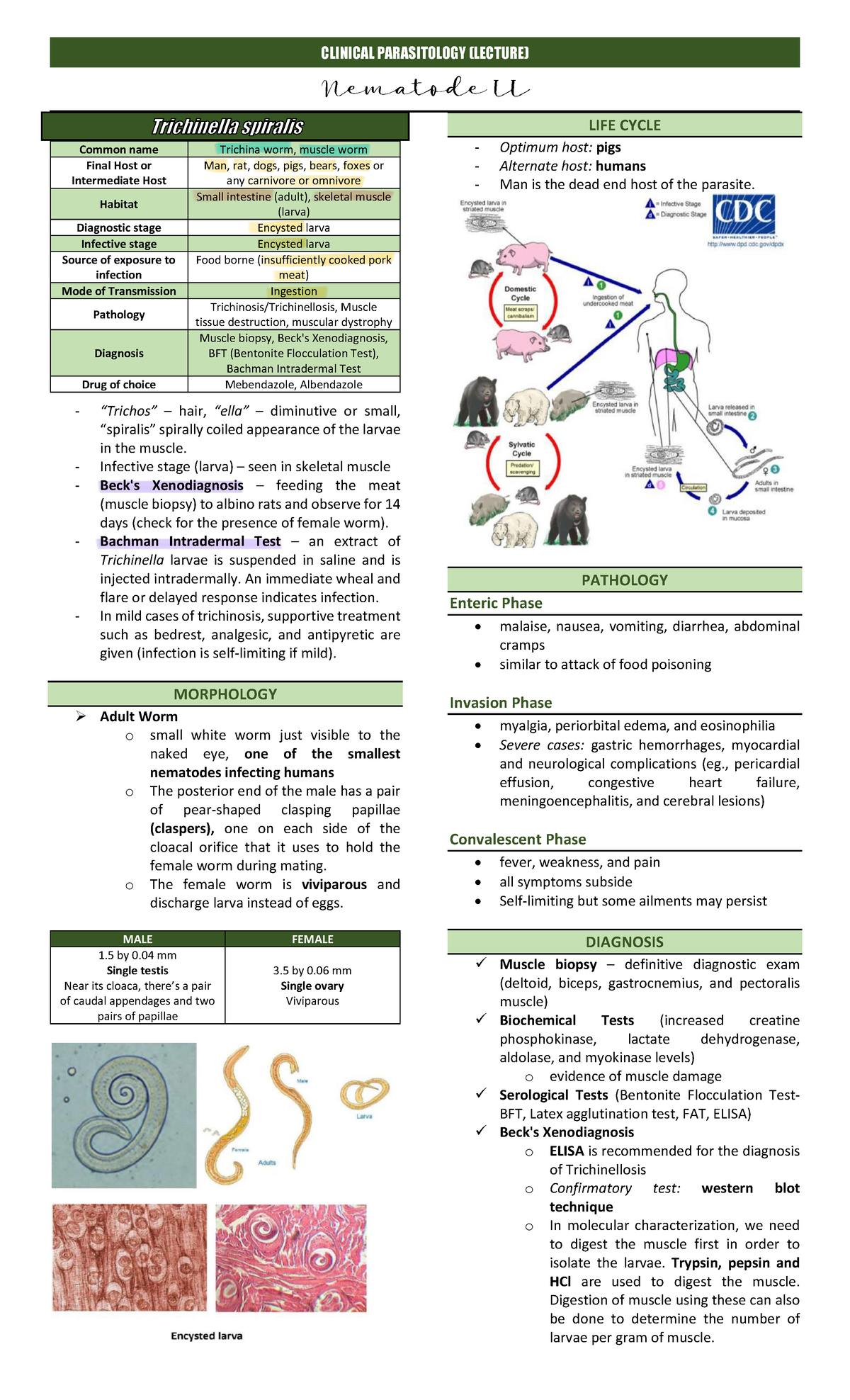 CLINICAL PARASITOLOGY (LECTURE) Nematodes Life Cycle, Pathology, and ...
